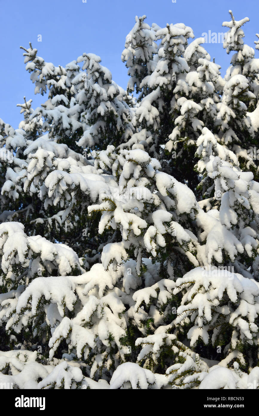 Eibe hi-res stock photography and images - Alamy