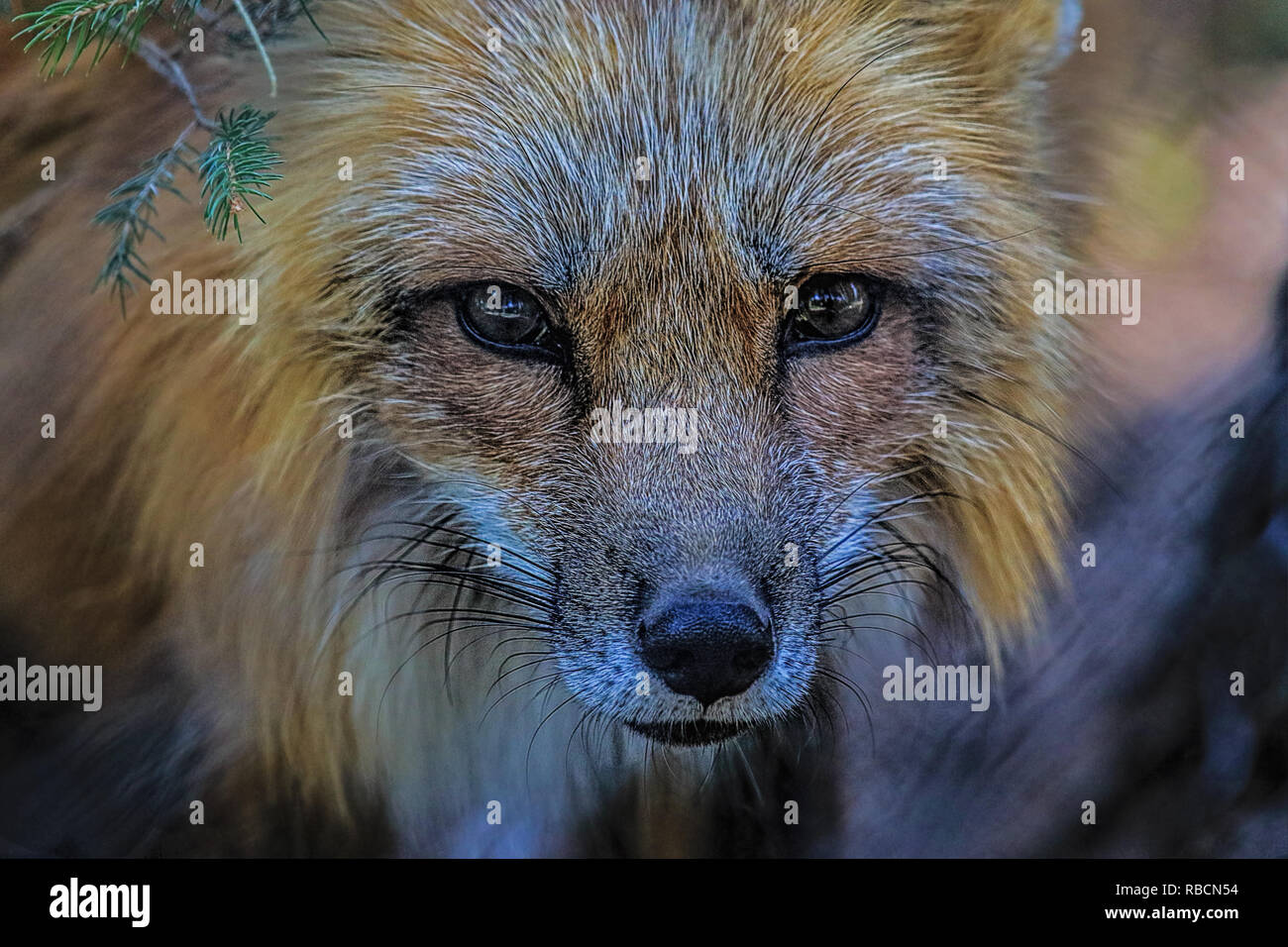 Red fox portrait close up Stock Photo - Alamy