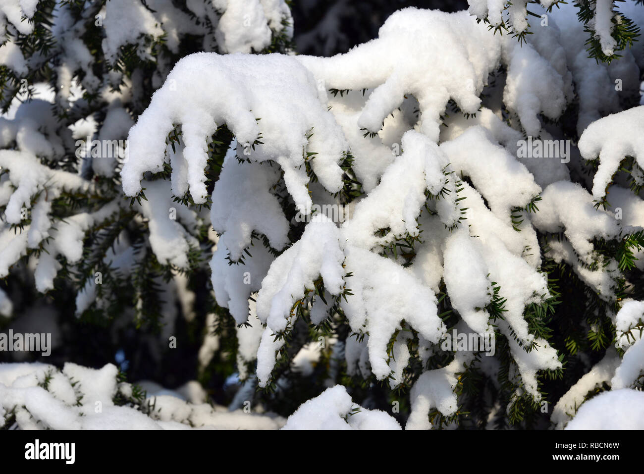 Yew tree under snow in winter. Europäische Eibe. Taxus baccata. Tiszafa ...