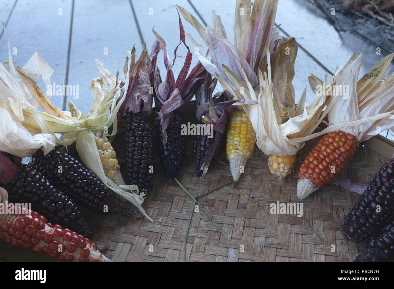 Colorful ears of dried corn at Sakon Nakhon , Thailand Stock Photo - Alamy