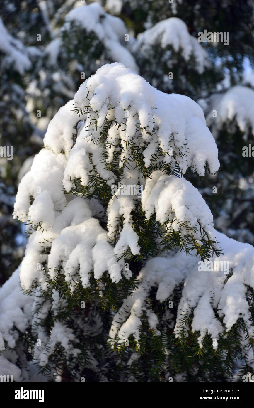 Yew tree under snow in winter. Europäische Eibe. Taxus baccata. Tiszafa ...