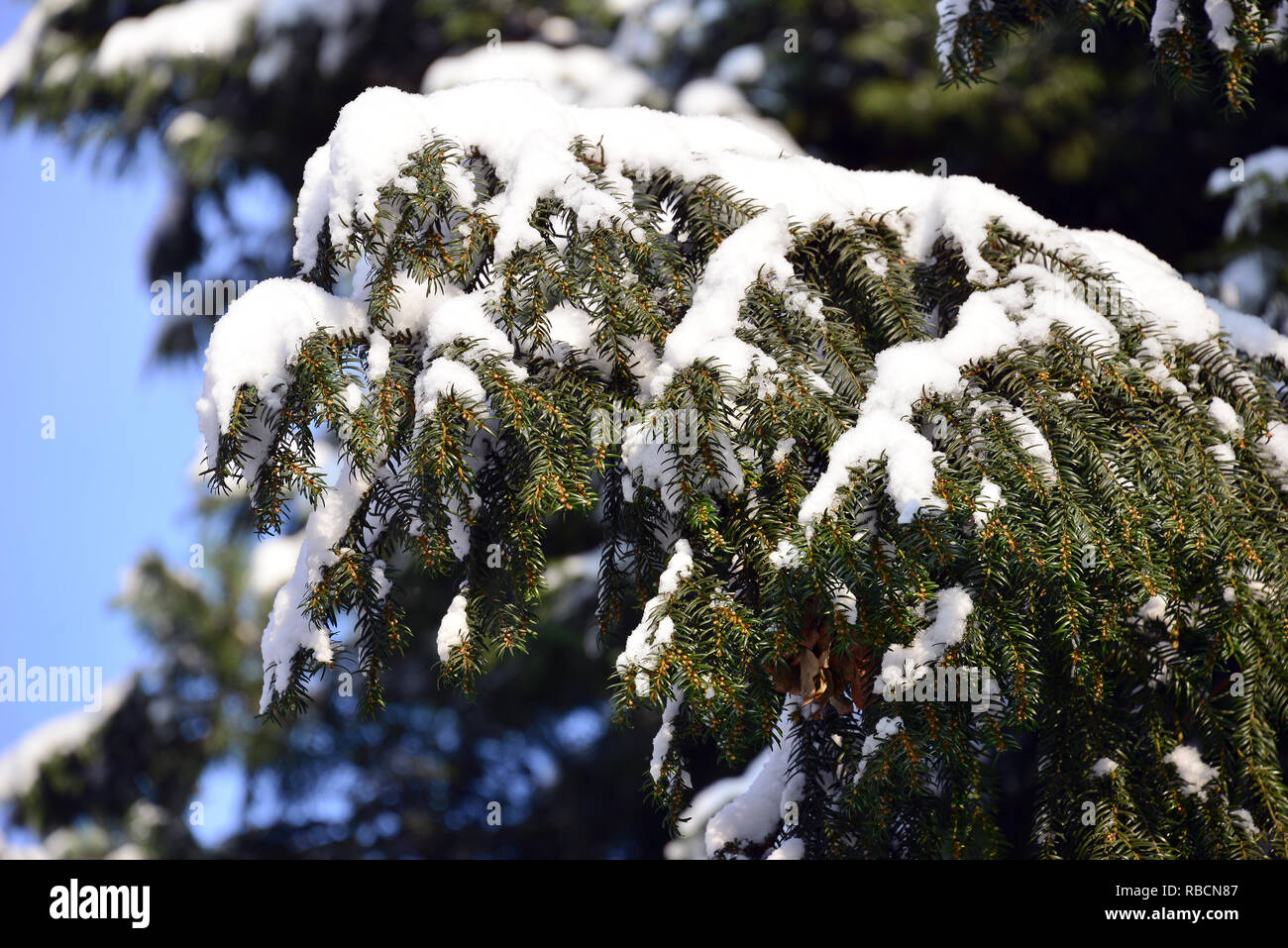 Yew tree under snow in winter. Europäische Eibe. Taxus baccata. Tiszafa ...