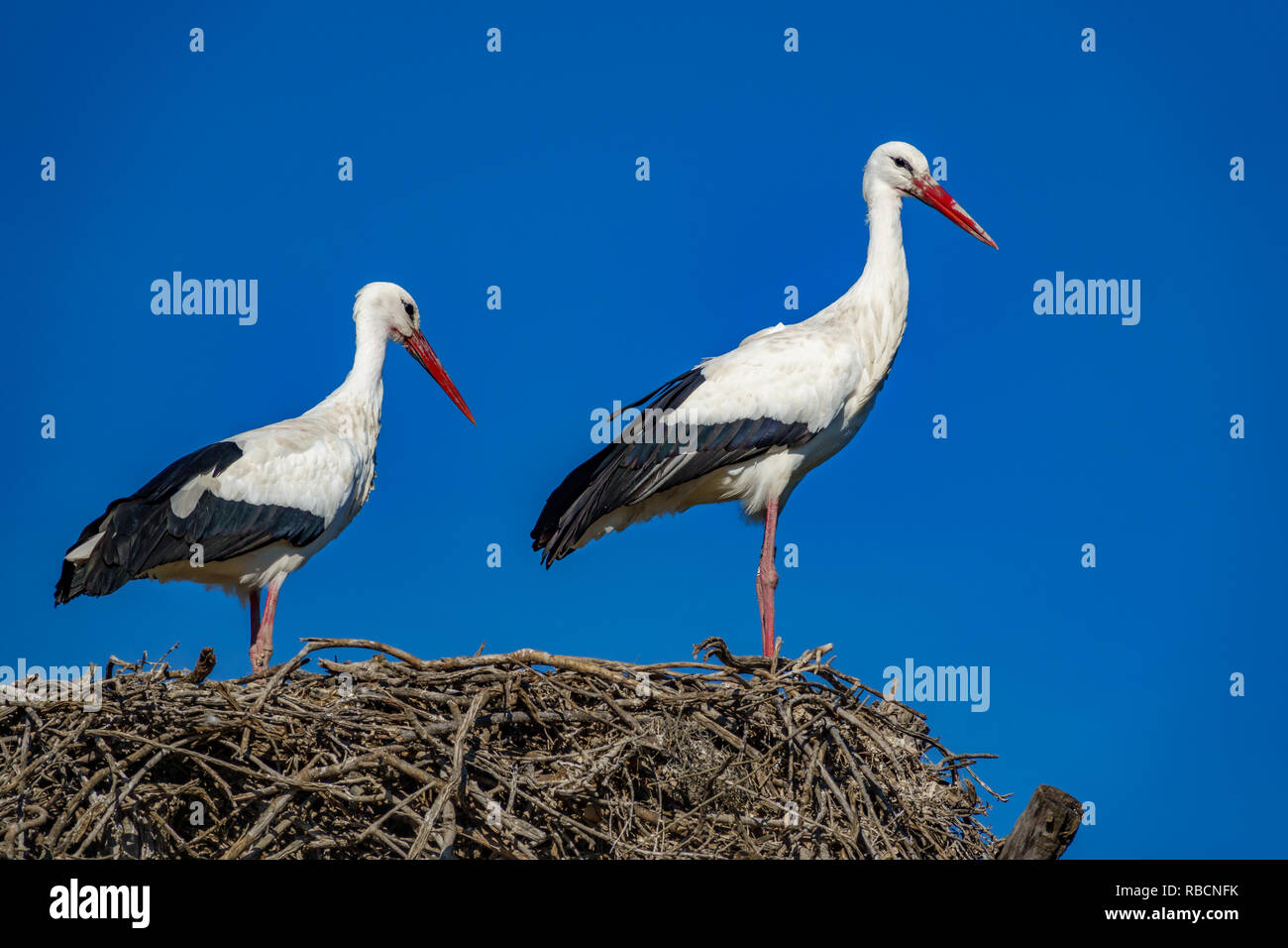 Row of stork hi-res stock photography and images - Alamy
