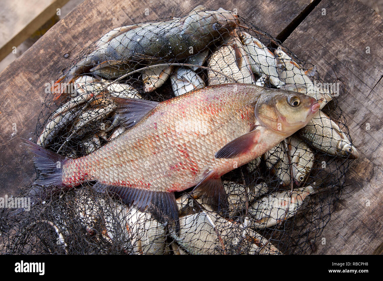 Good catch. Close up view of just taken from the water big freshwater ...