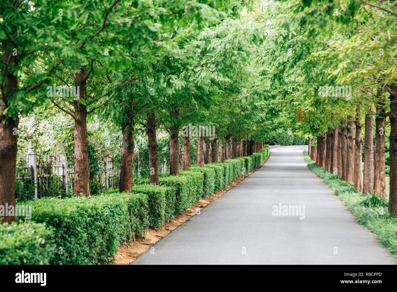 Green tree lined road Stock Photo - Alamy
