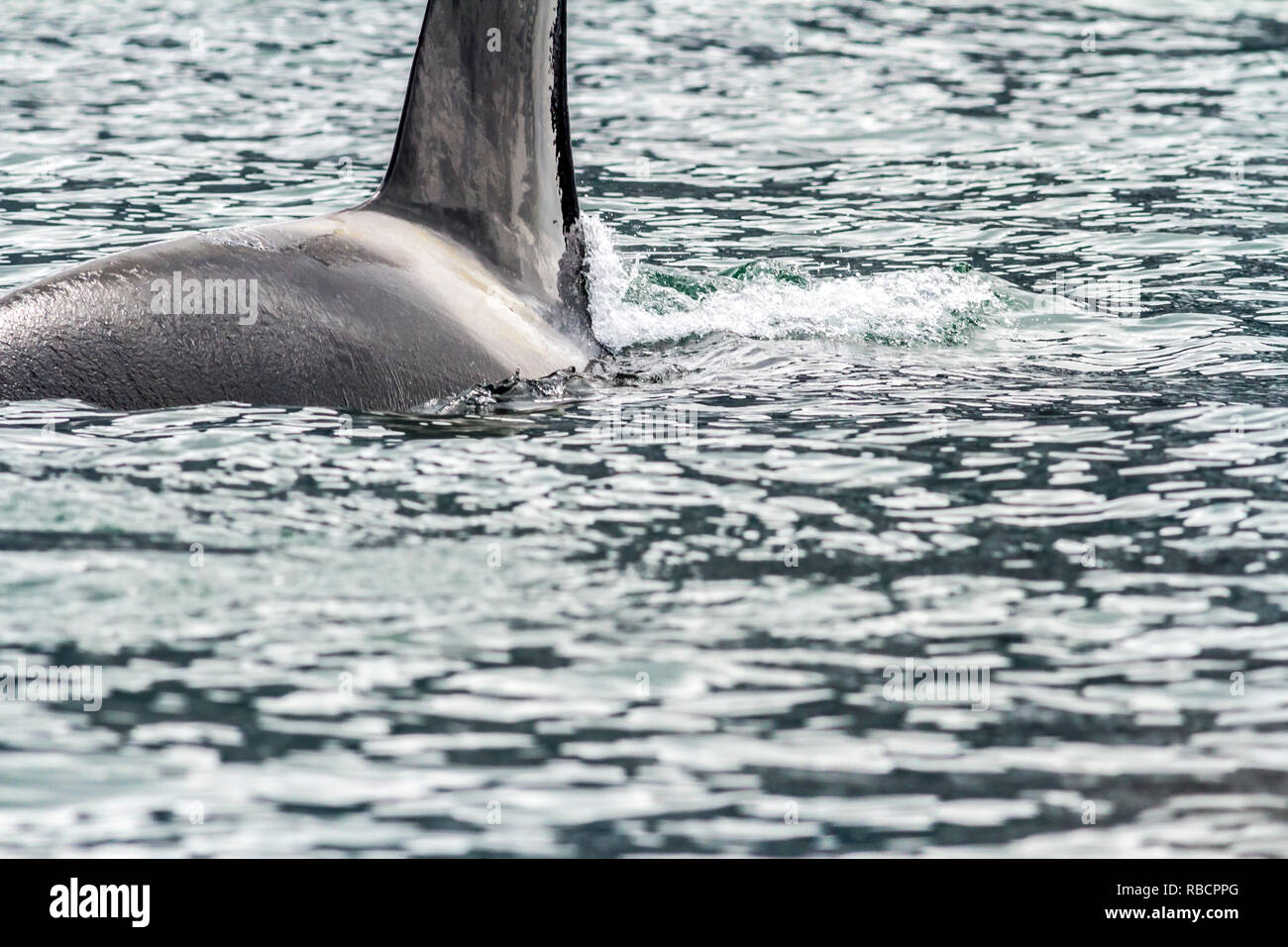 Big killer whale (Orca) in the sea, Kamchatka Peninsula, Russia. Close ...