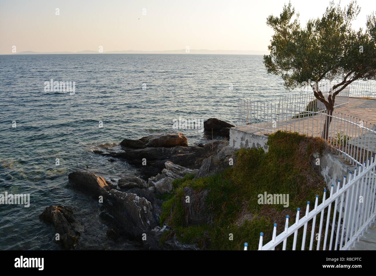 Olive tree by the sea hi-res stock photography and images - Alamy