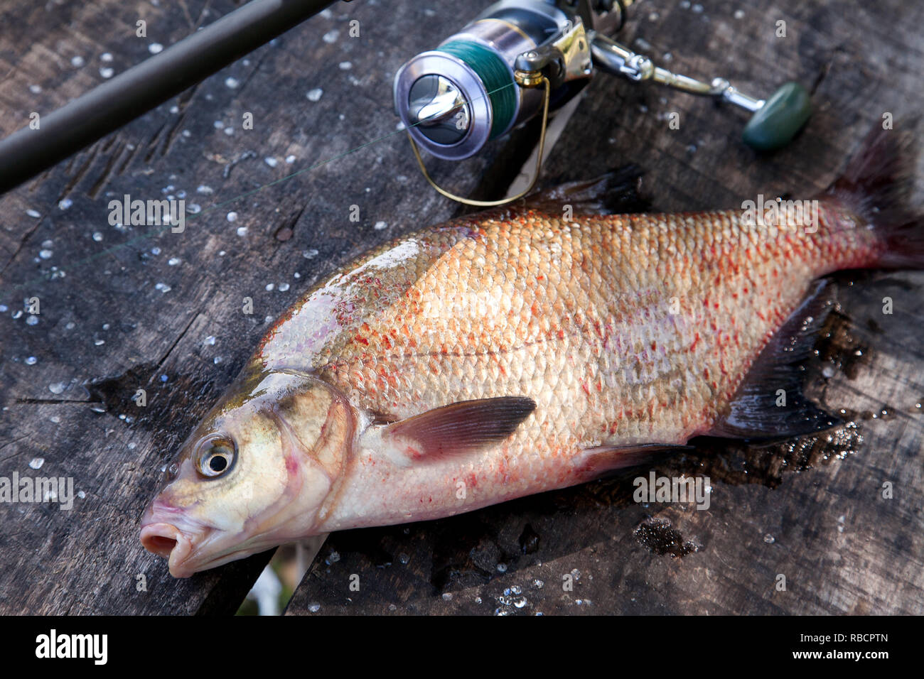 Fishing concept, trophy catch - close up view of just taken from the ...