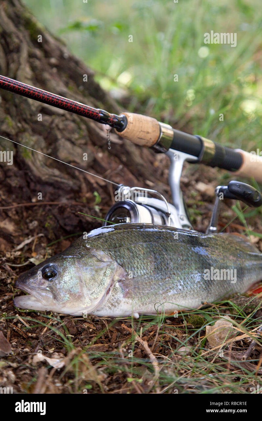 Freshwater perch and fishing rod with reel on natural background ...