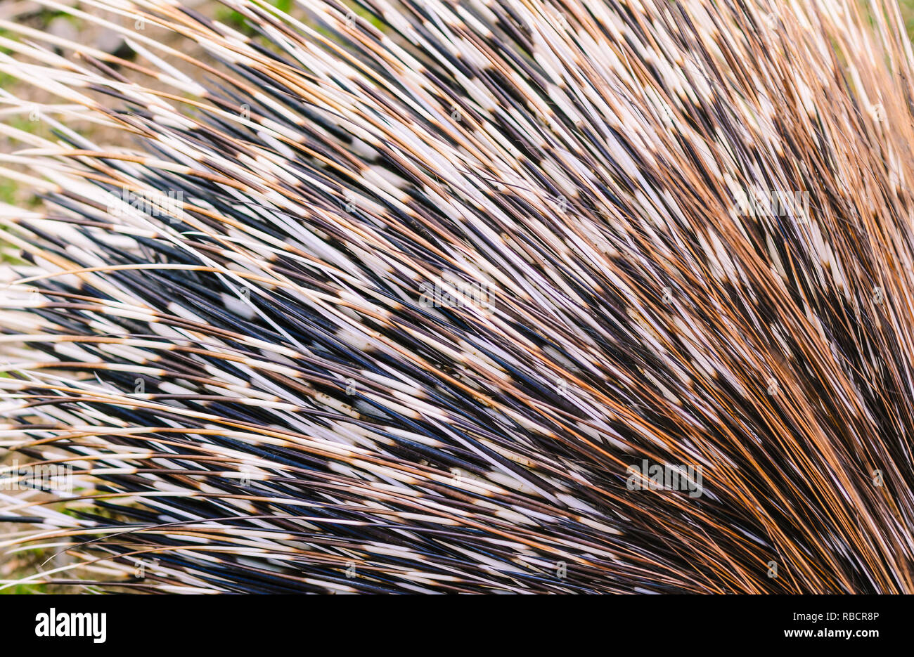 Big porcupine quills, close up Stock Photo - Alamy