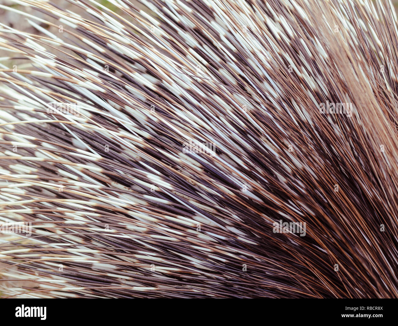 Porcupine quill hi-res stock photography and images - Alamy
