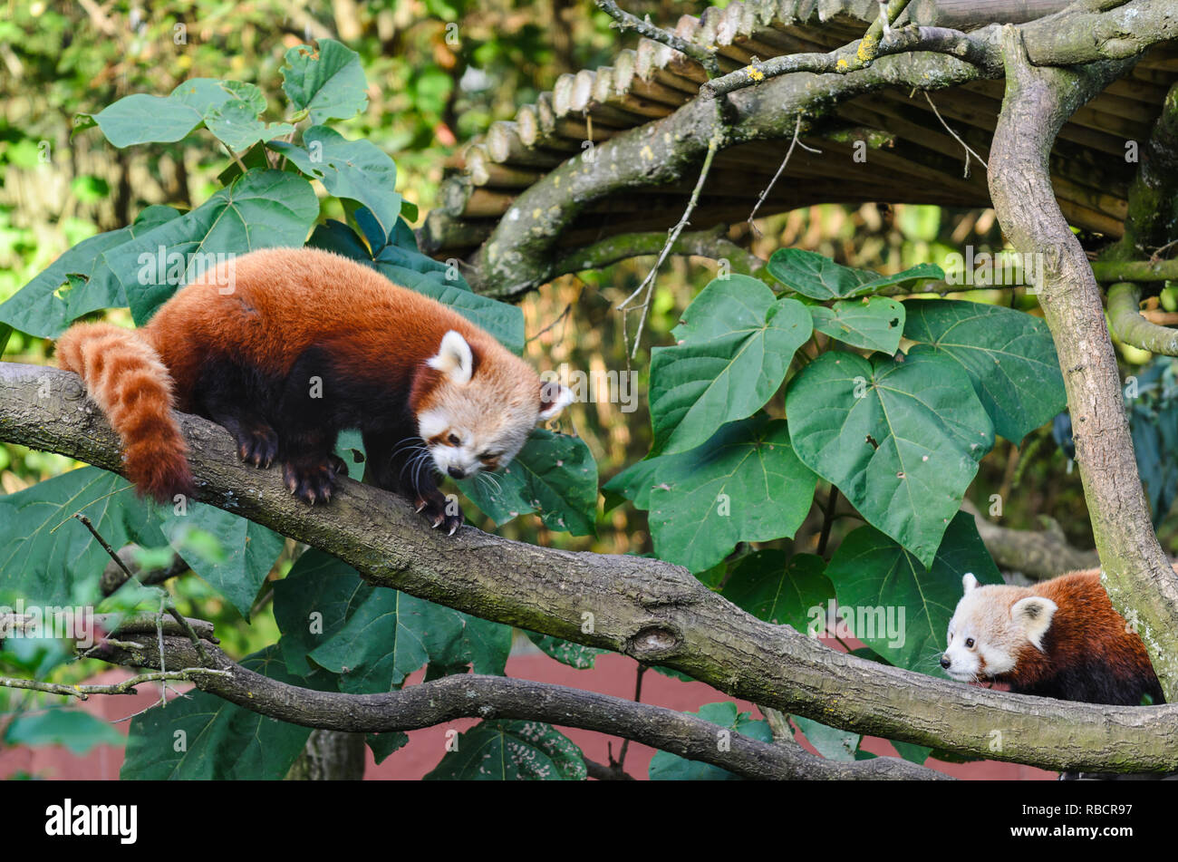 Red Panda Lying High Resolution Stock Photography and Images - Alamy
