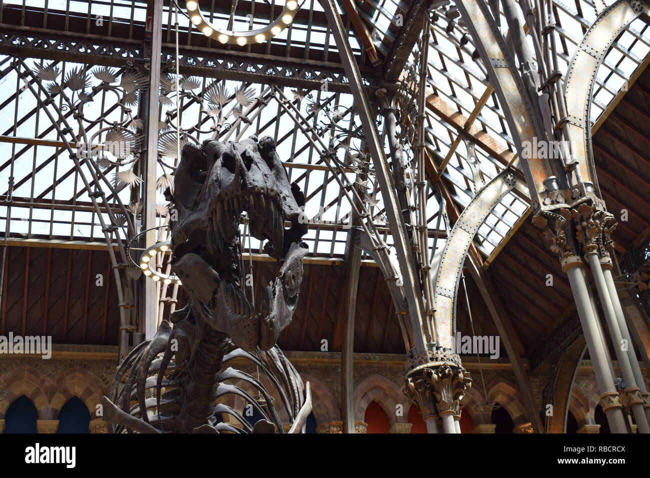 Dinosaur bones pitt rivers natural hi-res stock photography and images ...