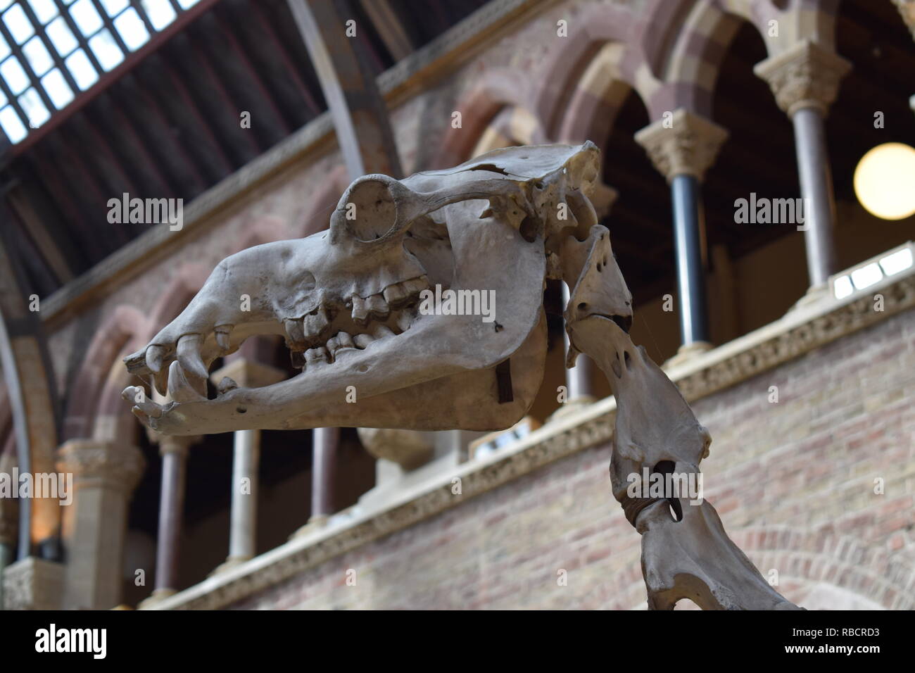 Harry potter skeleton hi-res stock photography and images - Alamy