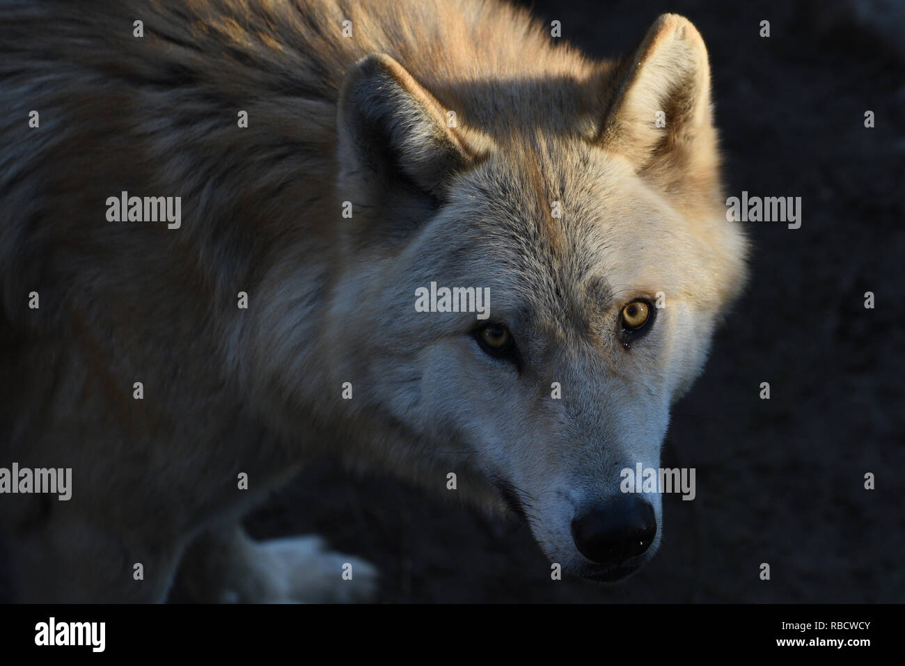 A gray wolf seen at Madrid zoo. He arrived from a French zoo December ...