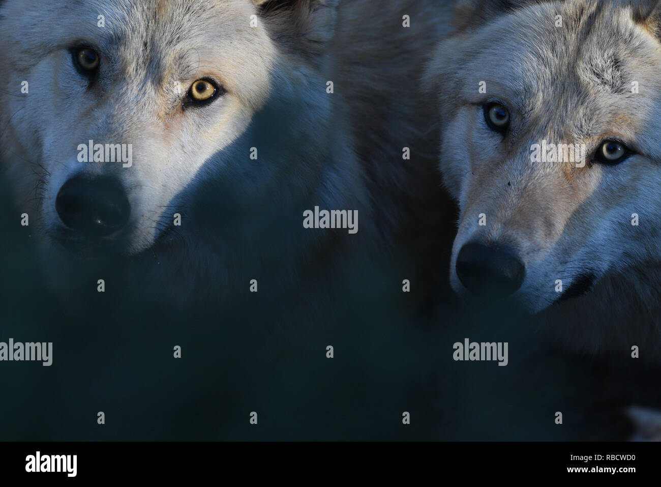 Adapted to humans hi-res stock photography and images - Alamy