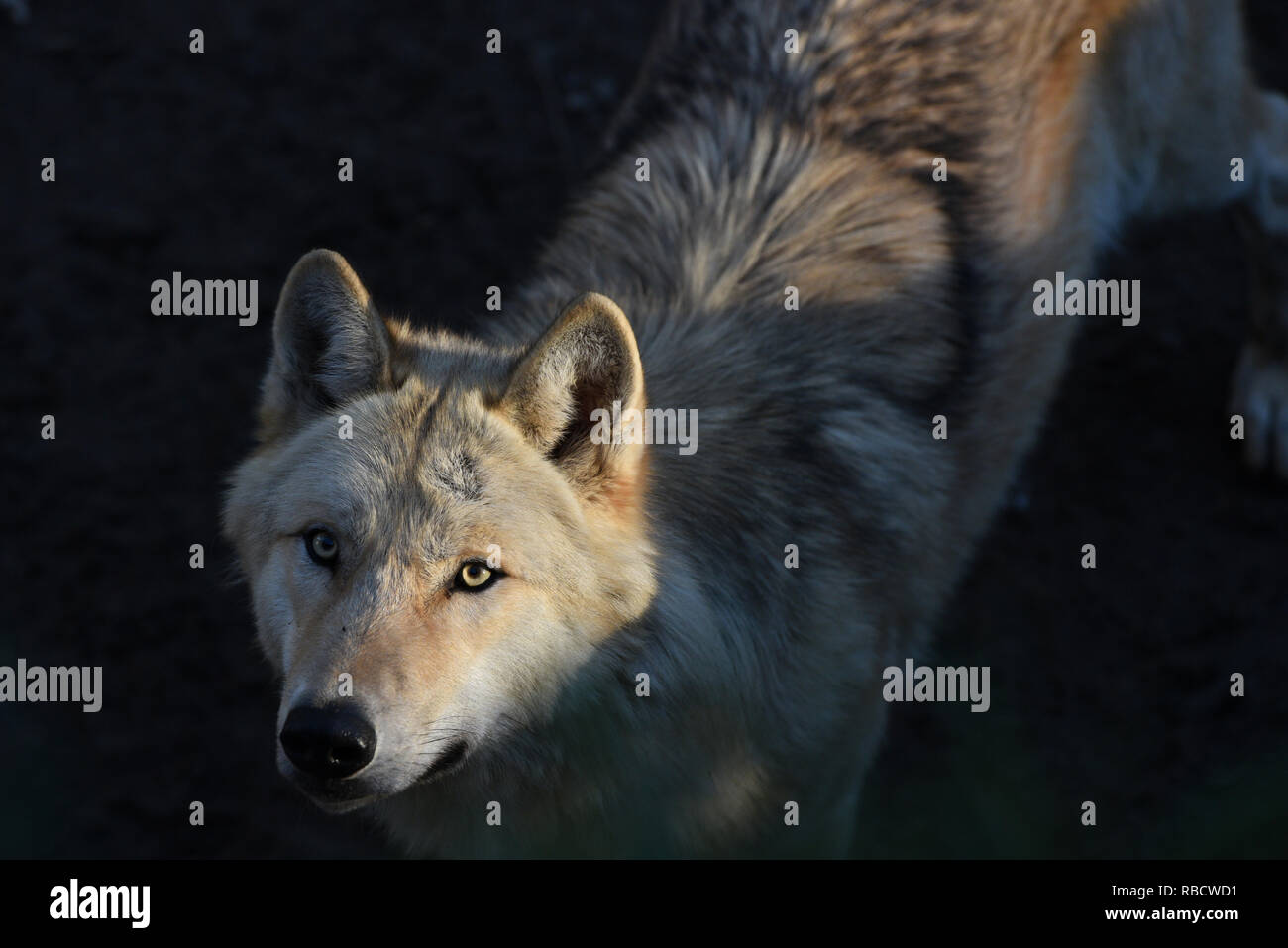 A gray wolf seen at Madrid zoo. He arrived from a French zoo December ...