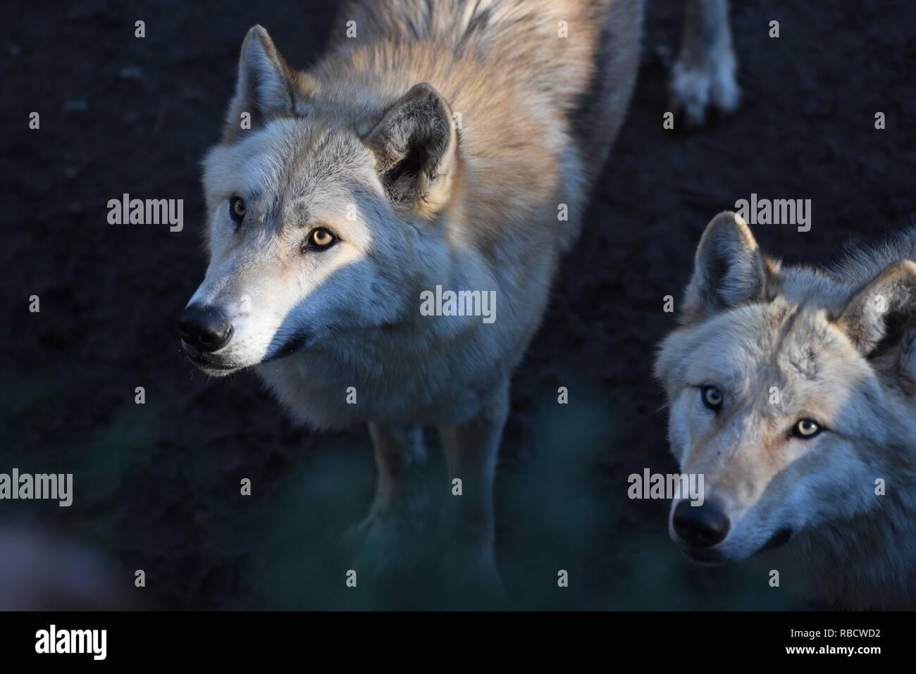 Two gray wolves seen at Madrid zoo. They arrived from a French zoo ...
