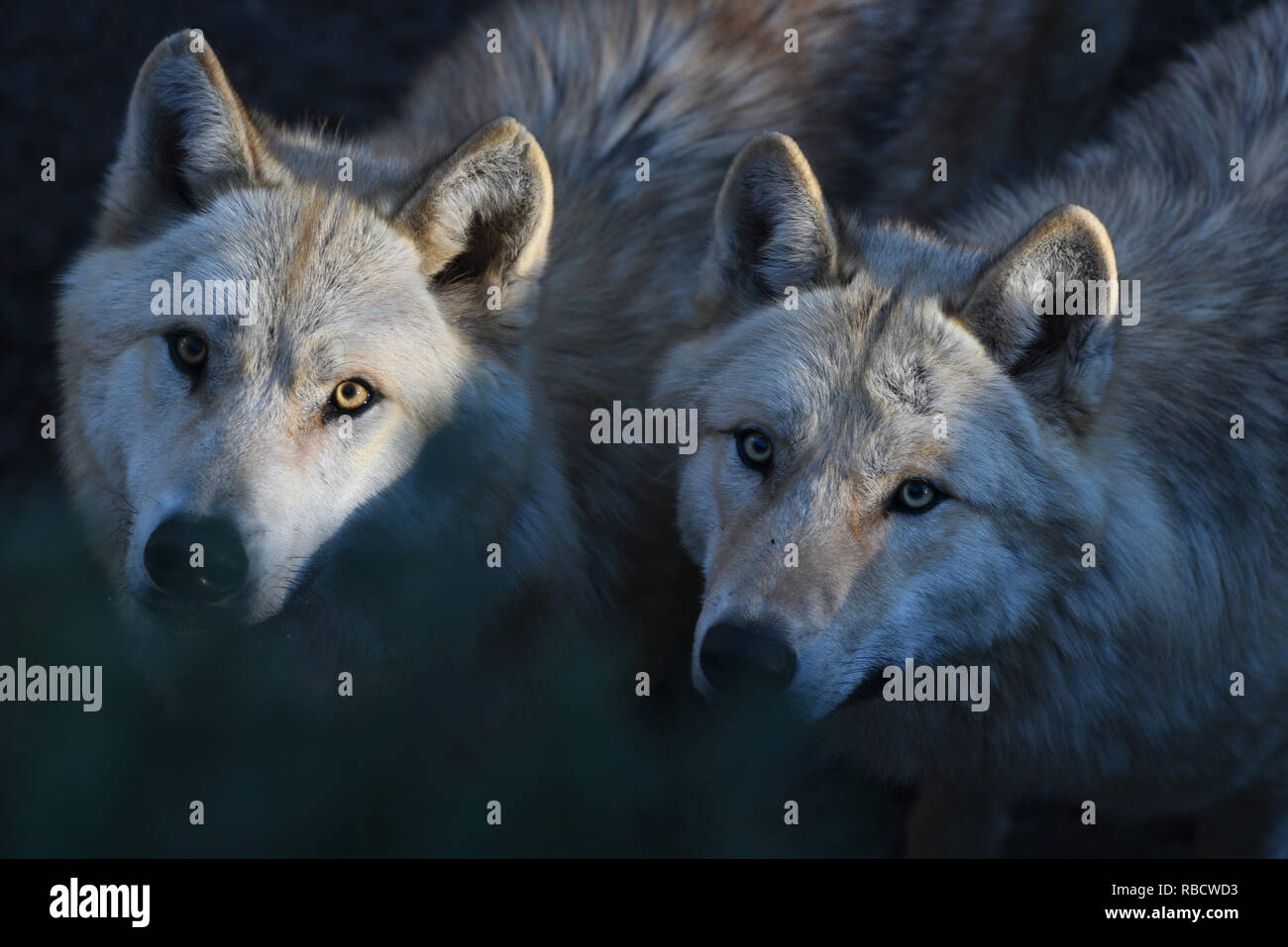 Two gray wolves seen at Madrid zoo. They arrived from a French zoo ...