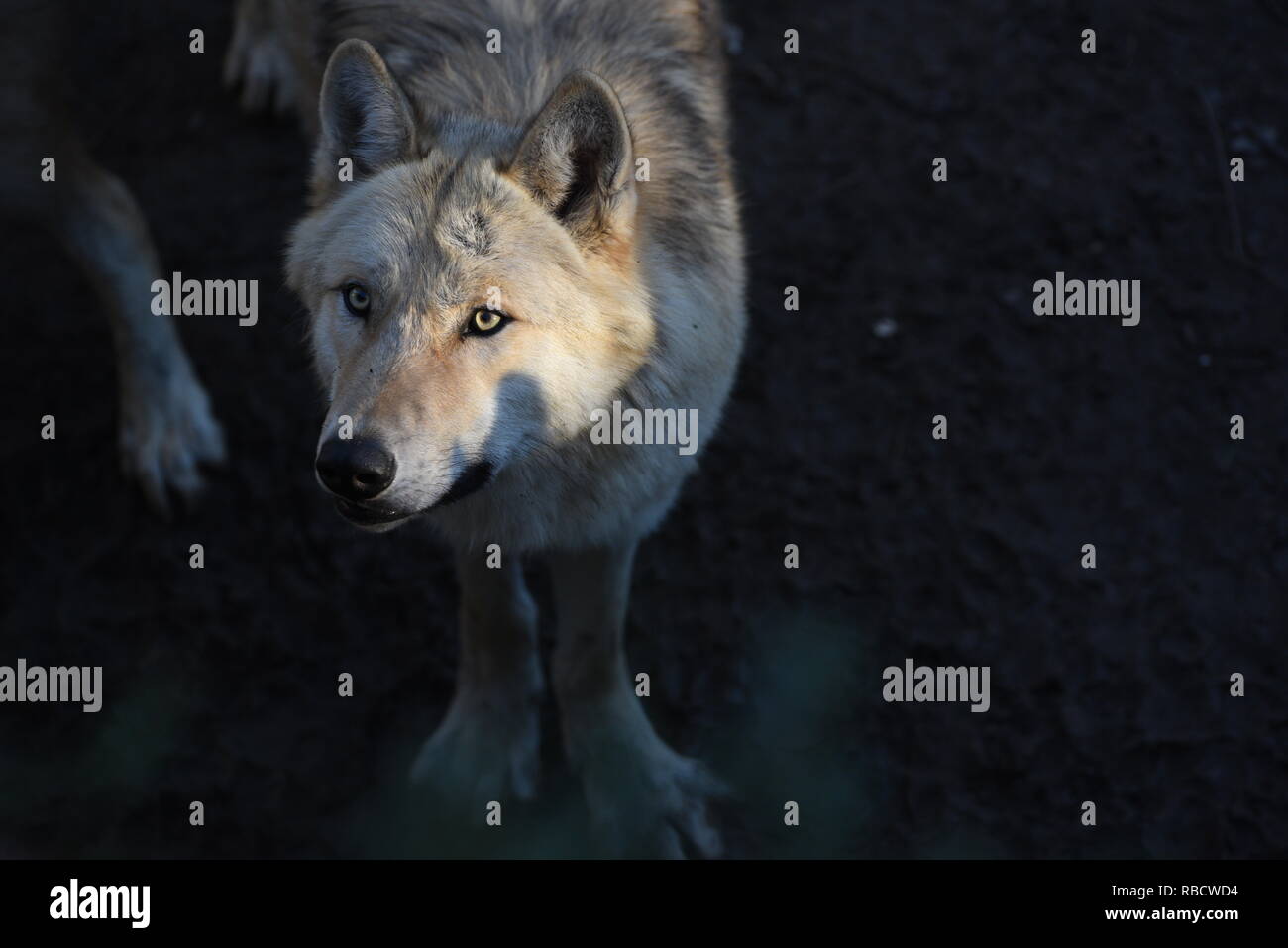 A gray wolf seen at Madrid zoo. He arrived from a French zoo December ...