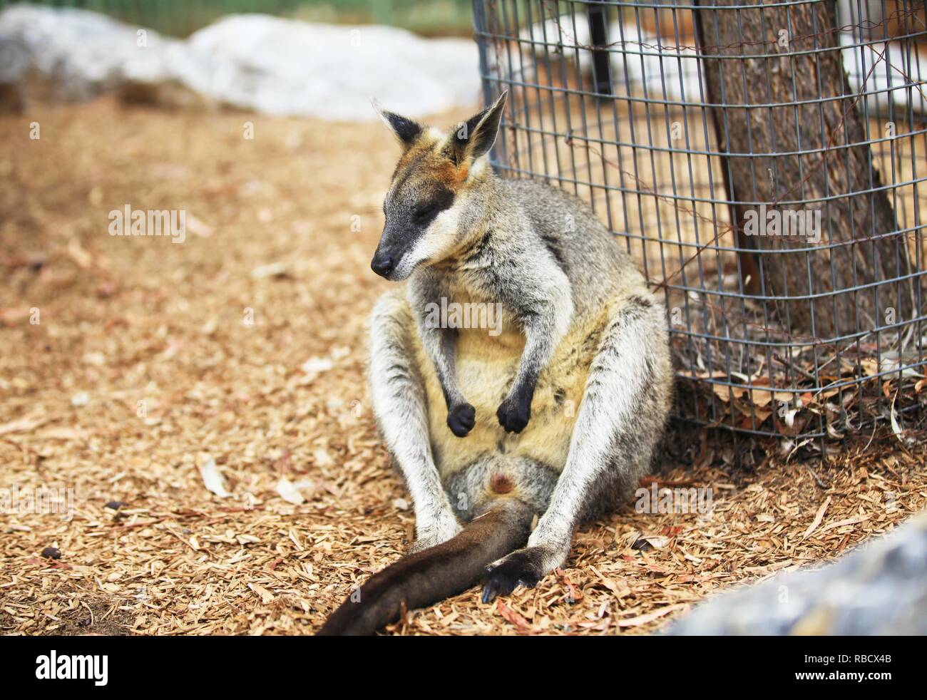 Canberra Australia Animals Canberra | History, Map, Population,