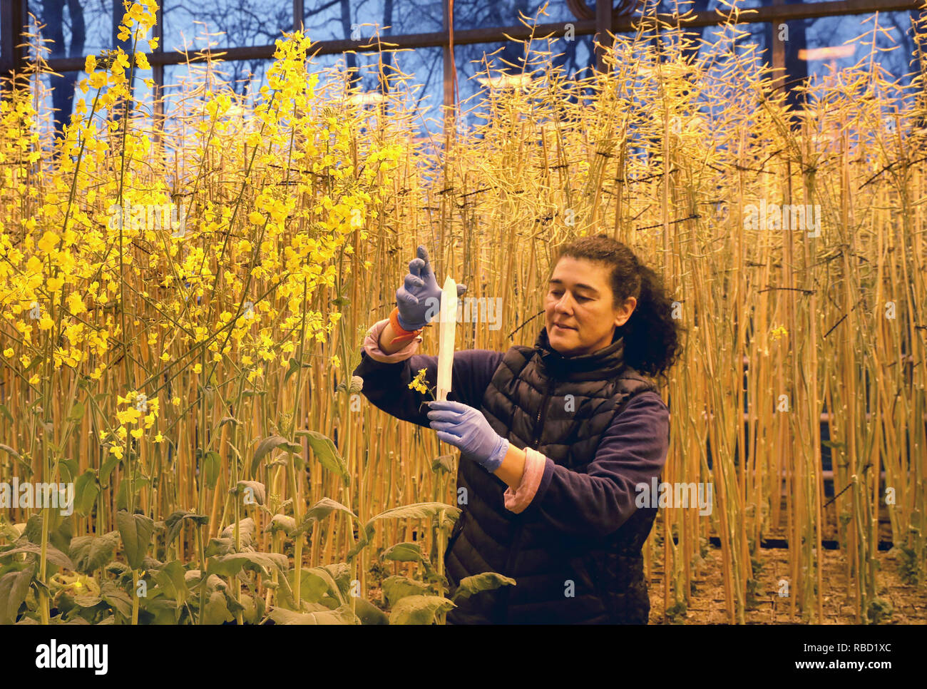 Malchow, Germany. 09th Jan, 2019. In a greenhouse of the Norddeutsche ...