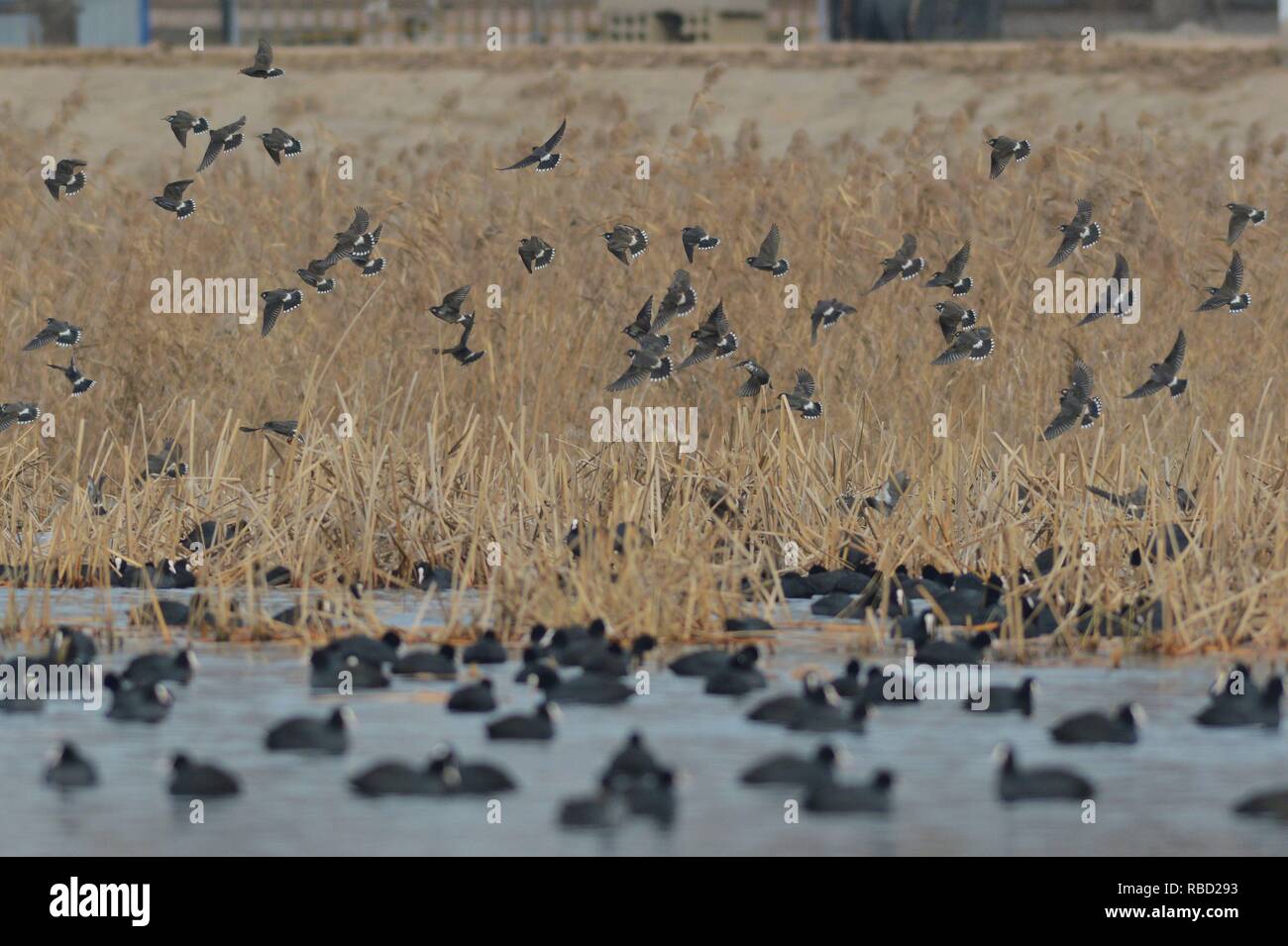 January 9, 2019 - Qingda, Qingda, China - Qingdao,CHINA-Migratory birds ...