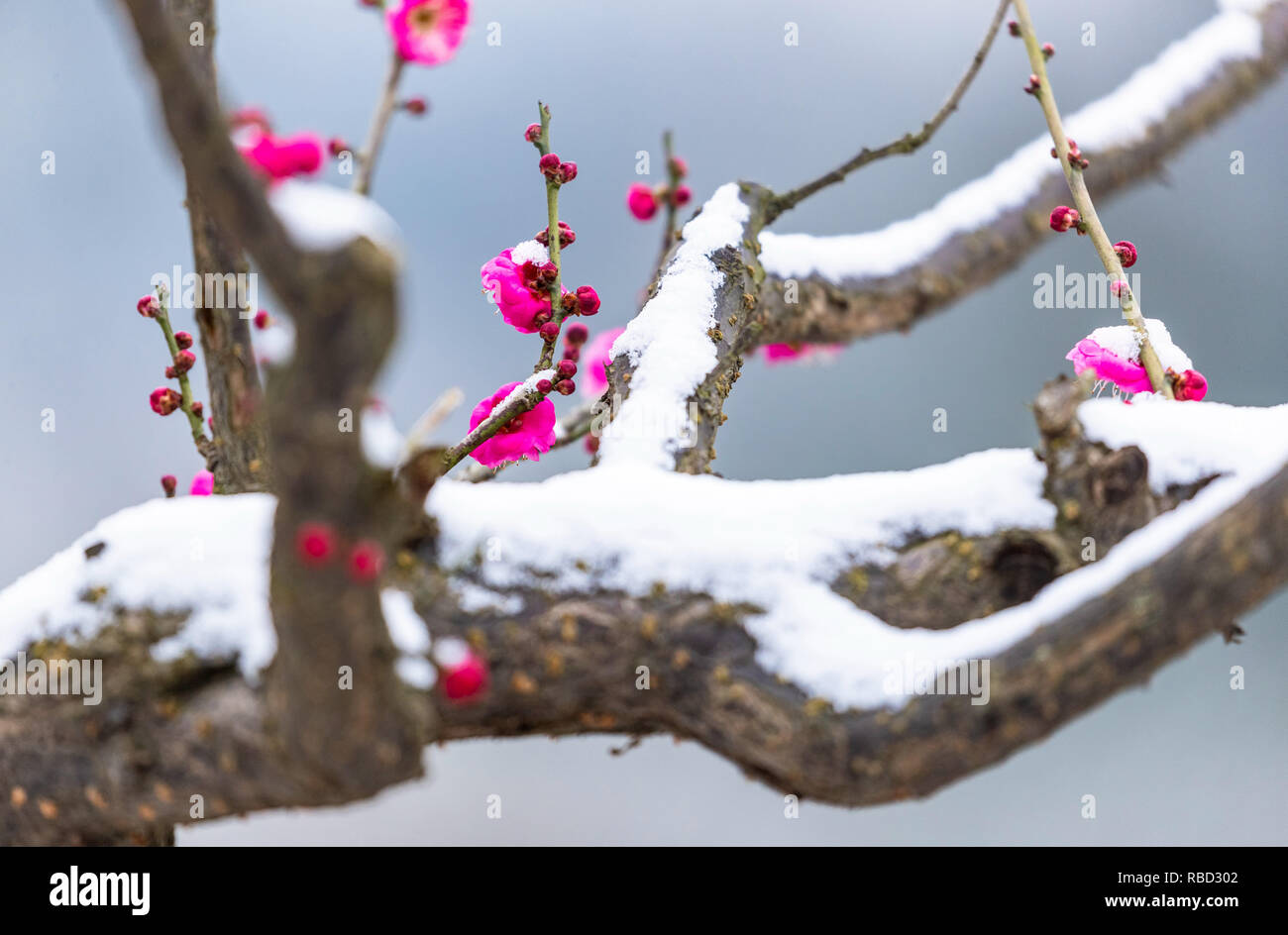 Chongqing, Chongqing, China. 9th Jan, 2019. Chongqing, CHINA-Plum ...