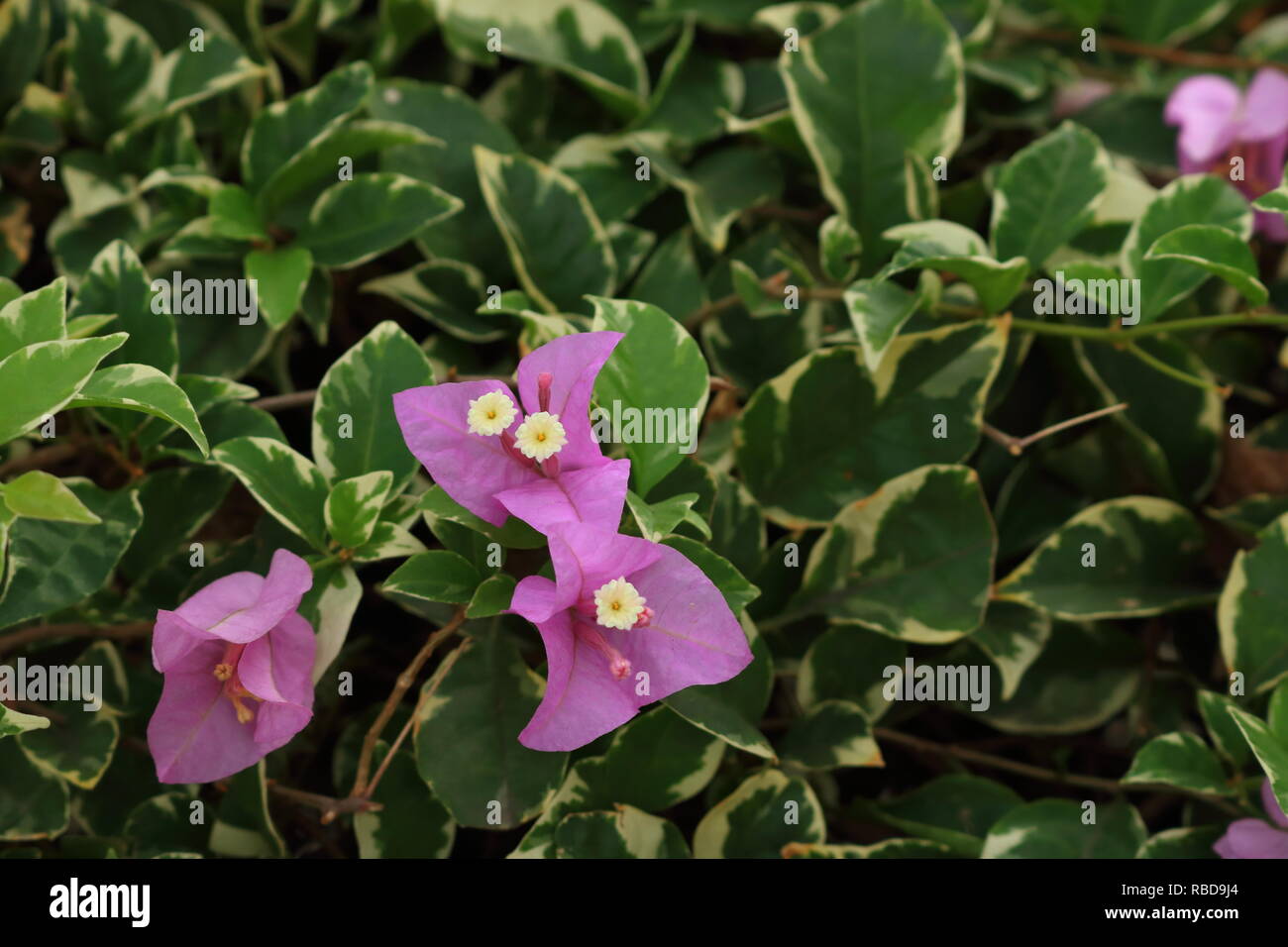 Carpel hi-res stock photography and images - Alamy