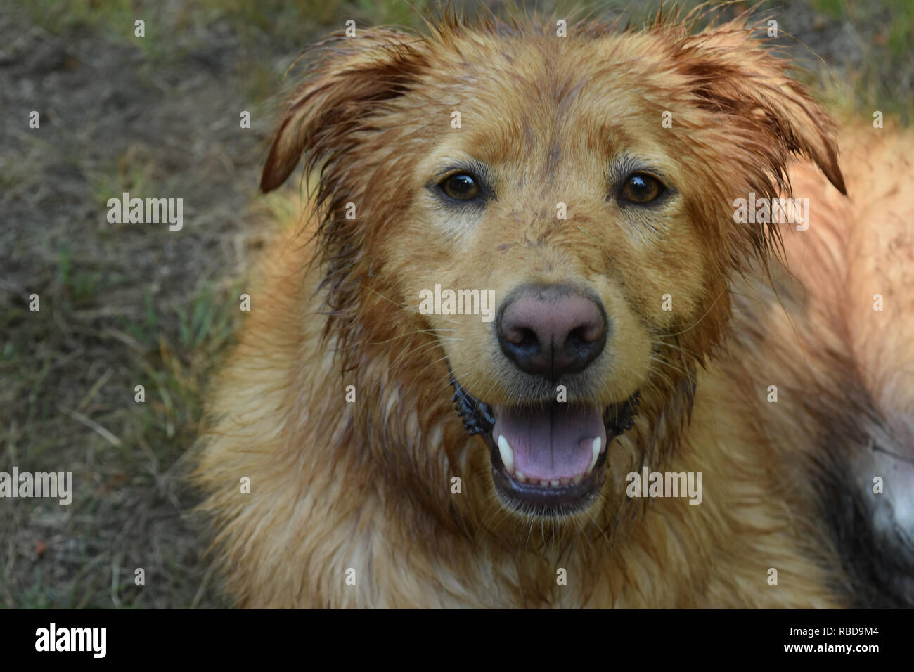 Pink nosed dog hi-res stock photography and images - Alamy