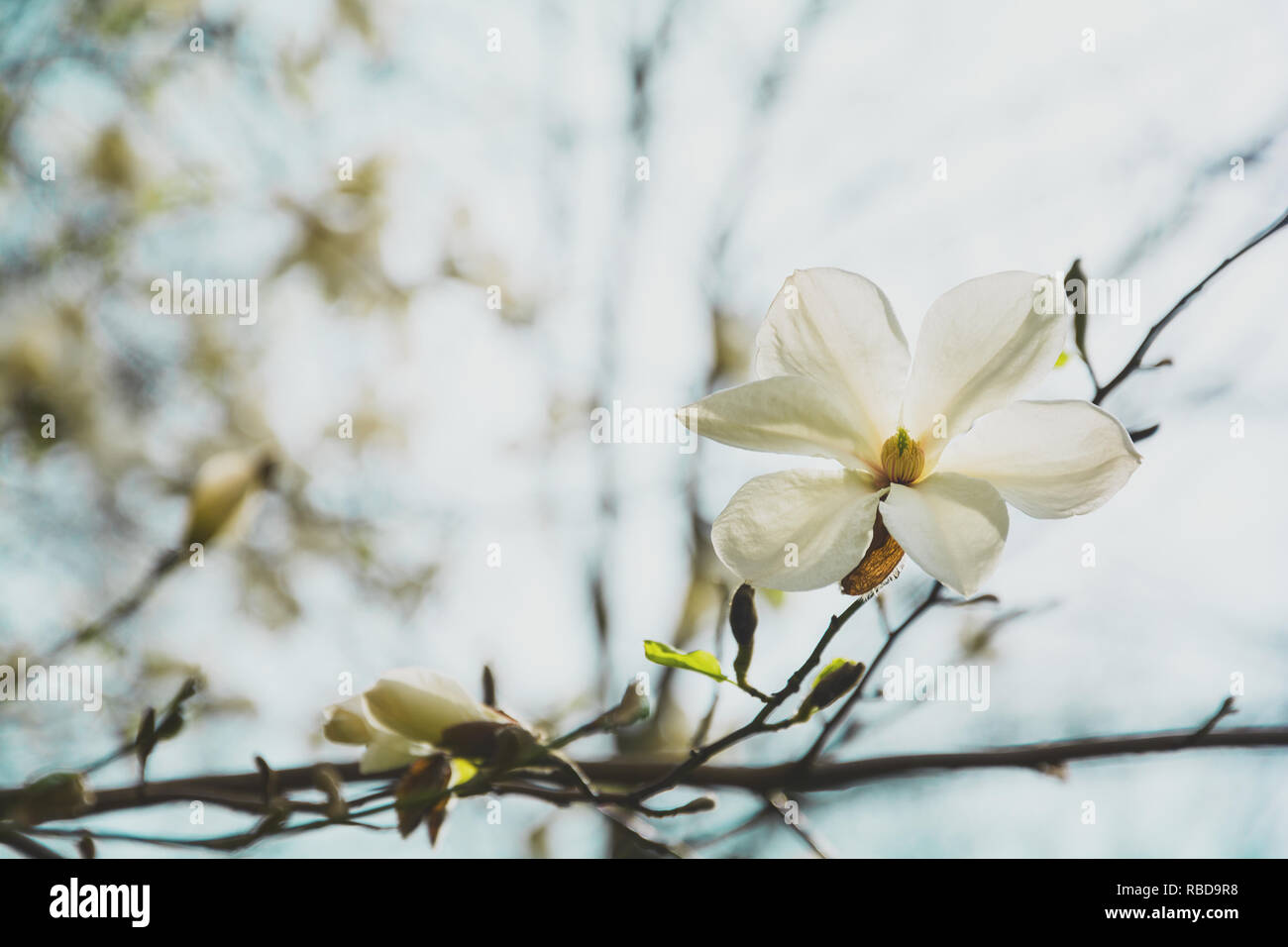 Blooming white magnolia tree in the spring on sky background. Selective ...
