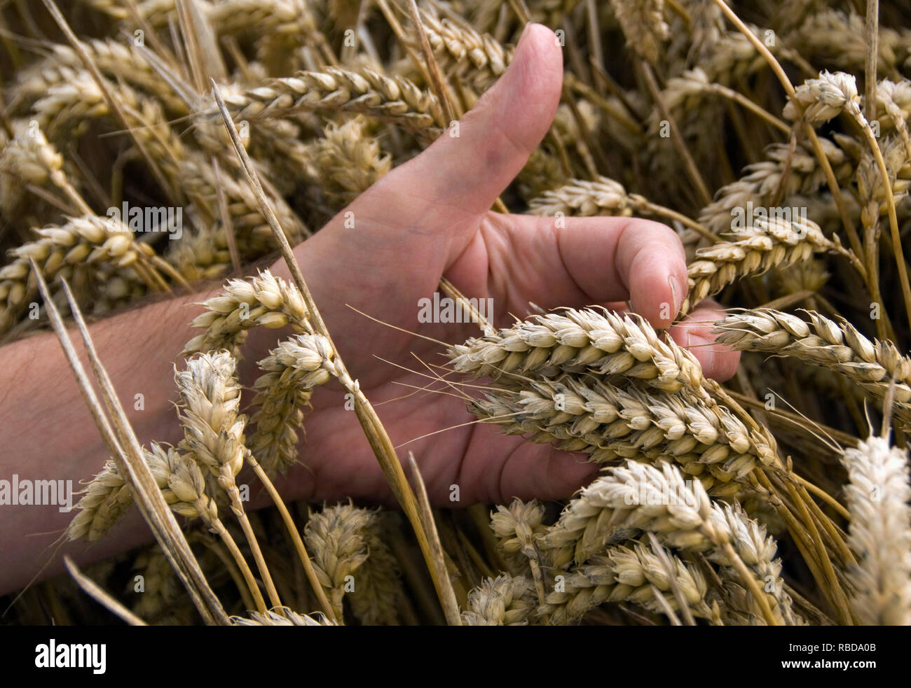 Wheat growing in Wiltshire, with a human hand for scale Stock Photo - Alamy