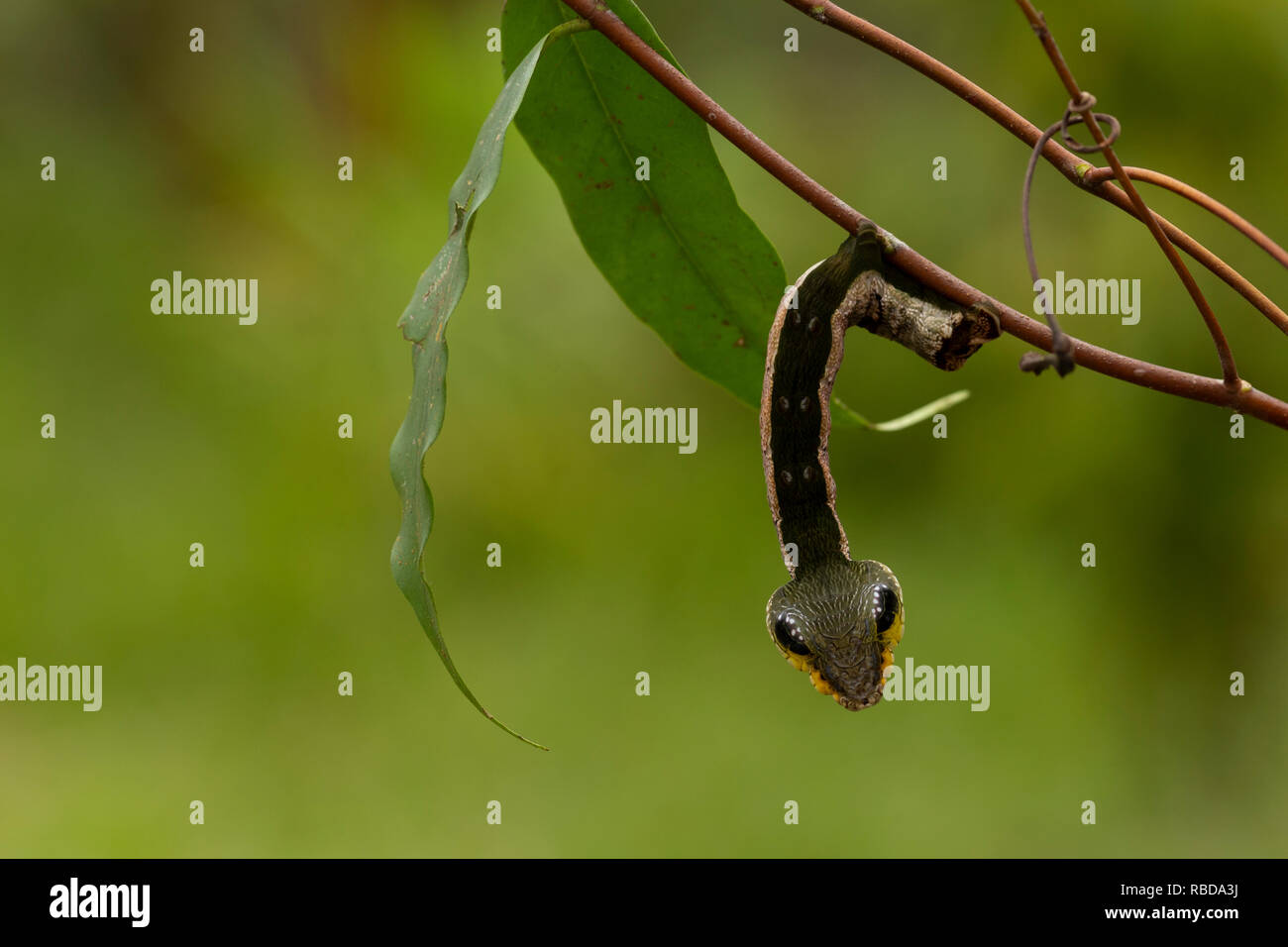 Snake mimic caterpillar. Larva of a sphinx hawk moth (Hemeroplanes ...