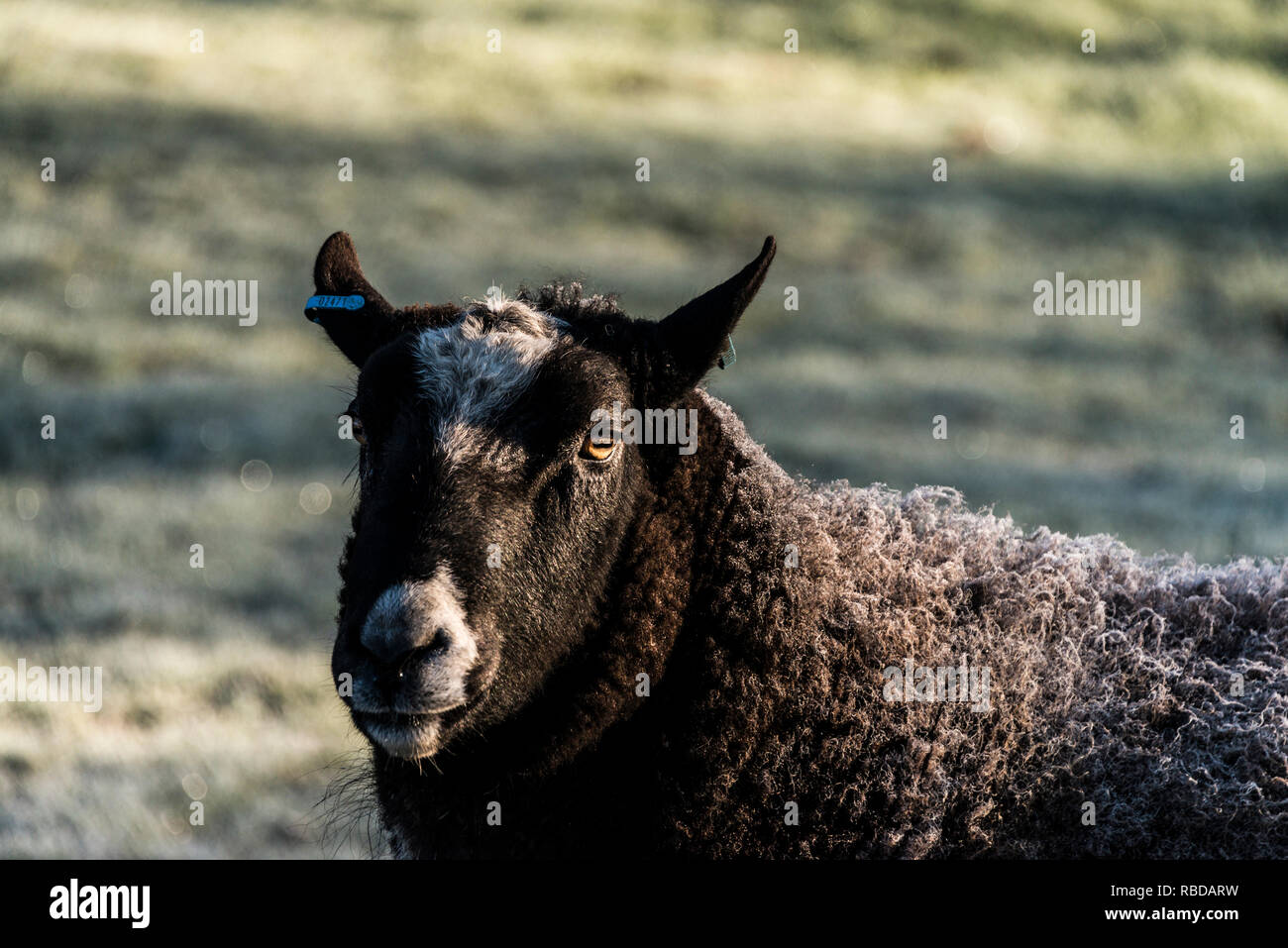Fleece covered sheep hi-res stock photography and images - Alamy