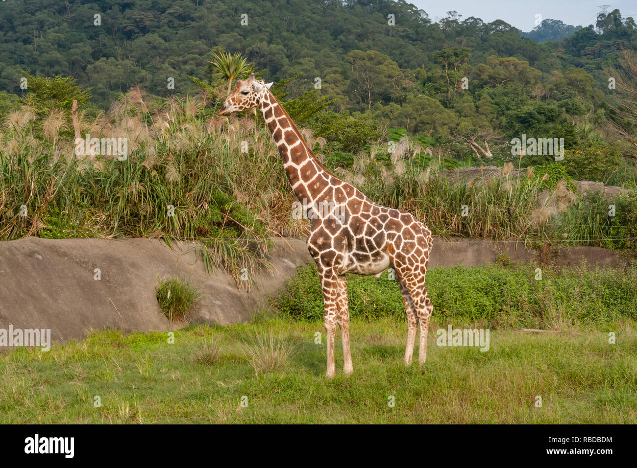 Northern giraffe (Giraffa camelopardalis), a.k.a. three horned giraffe ...