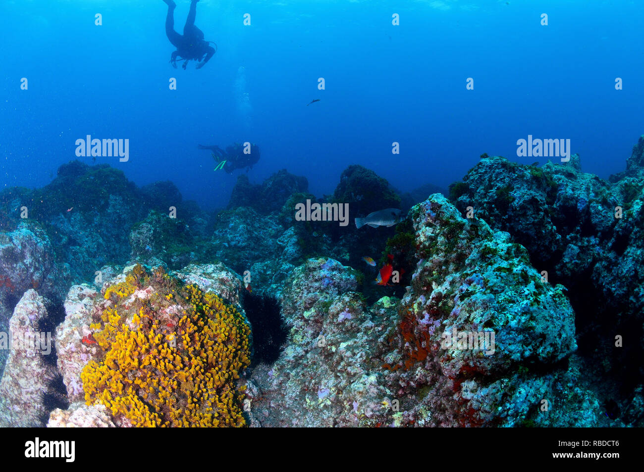 Scuba Diving in Tenerife - Canary Islands Stock Photo - Alamy