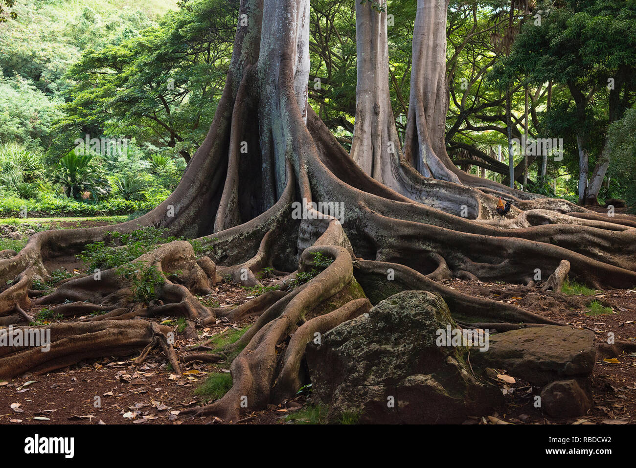 Moreton bay fig tree hi-res stock photography and images - Alamy