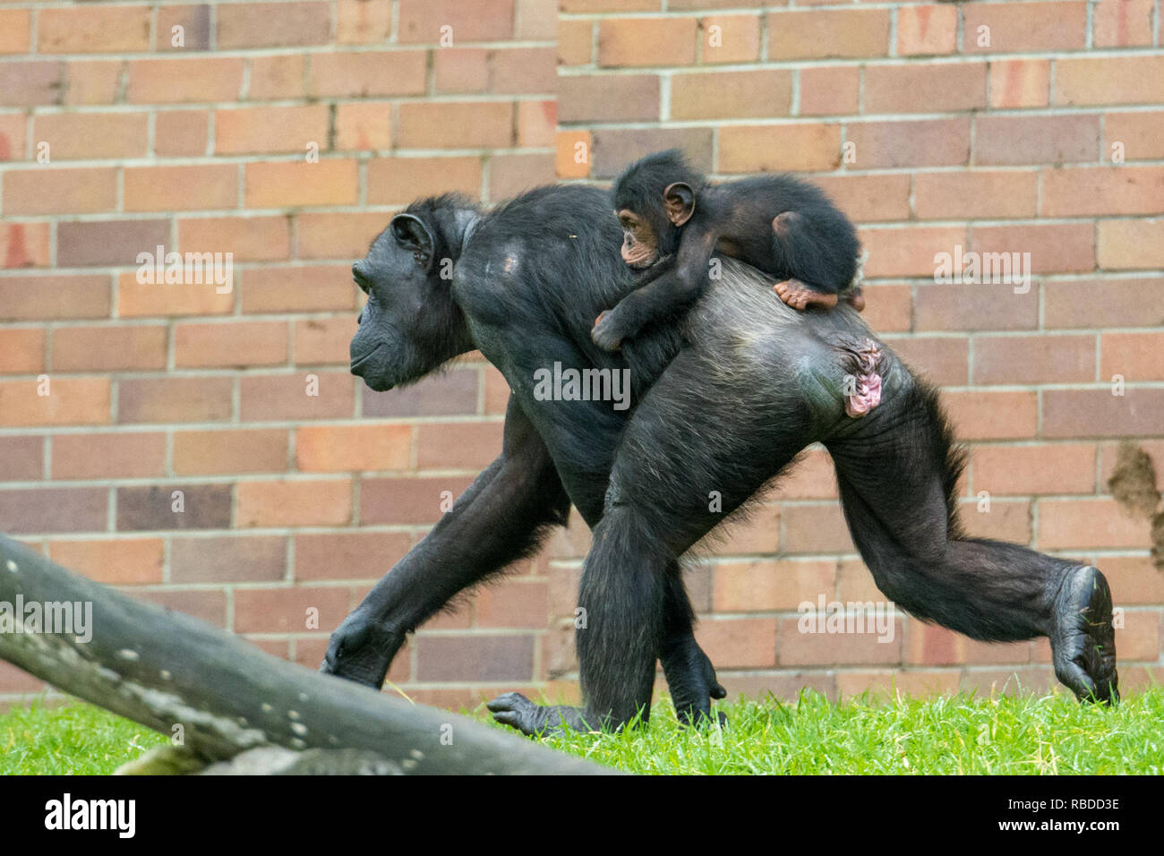 A MOTHER’S love is clear to see in this set of adorable pictures as a ...