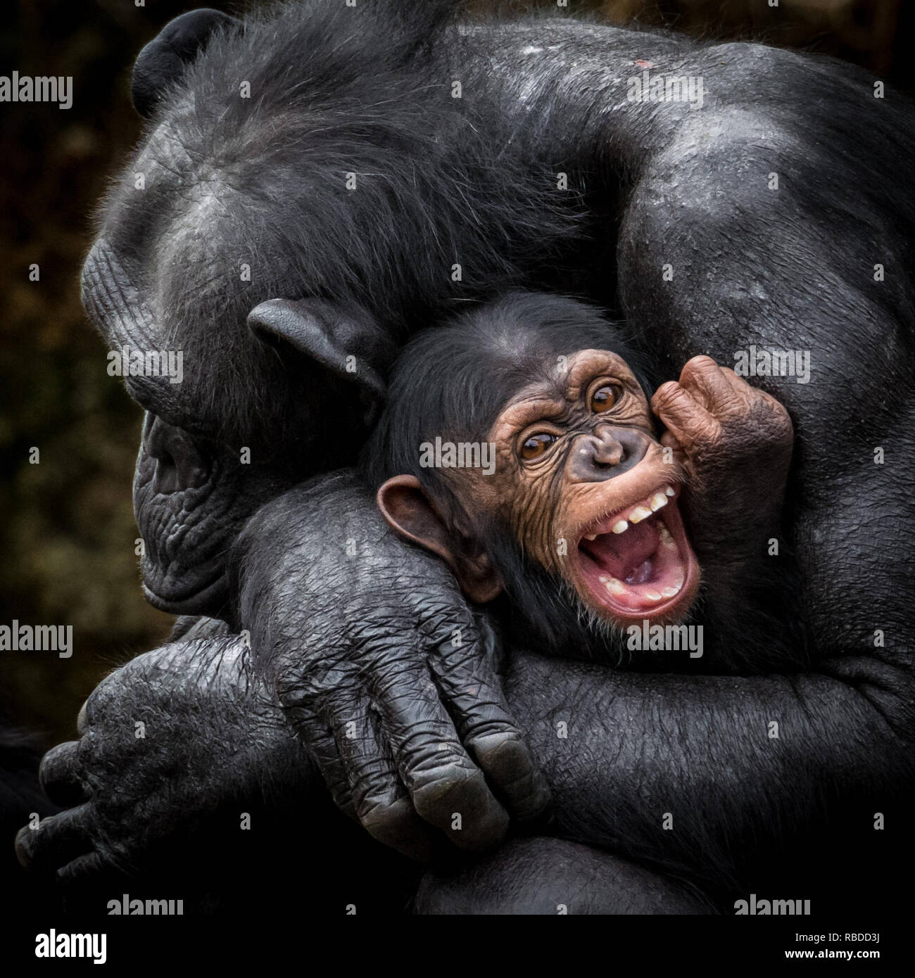 Smiling Baby Chimpanzee