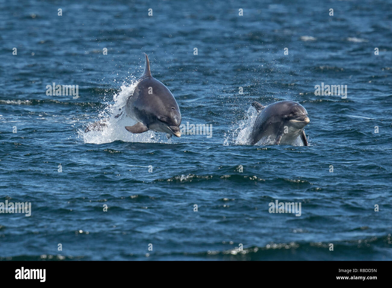 INVERNESS, SCOTLAND: The bottlenose dolphins appeared to be having fun ...