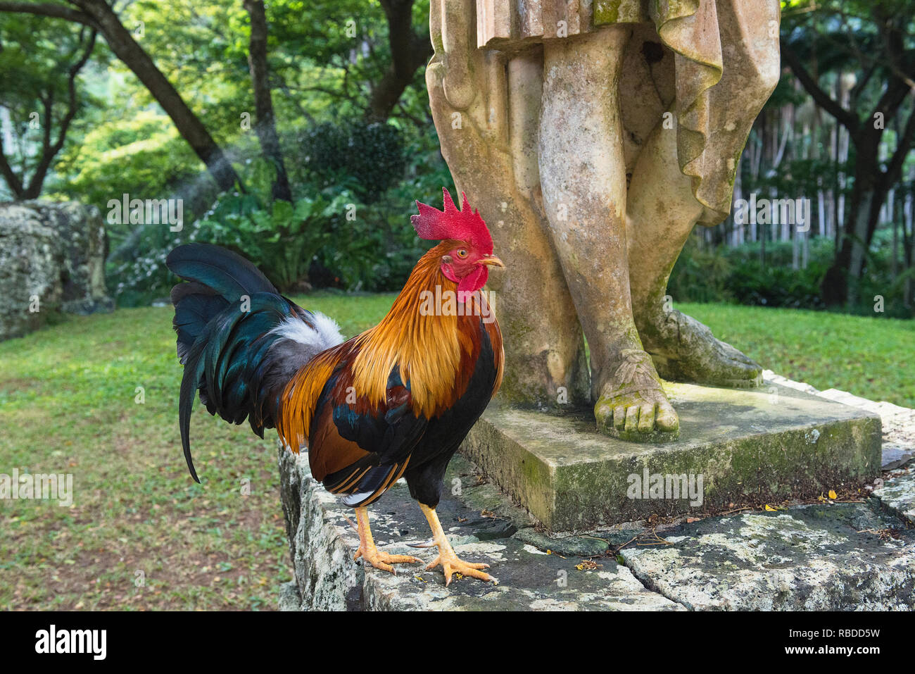 Horizontal rooster hi-res stock photography and images - Alamy