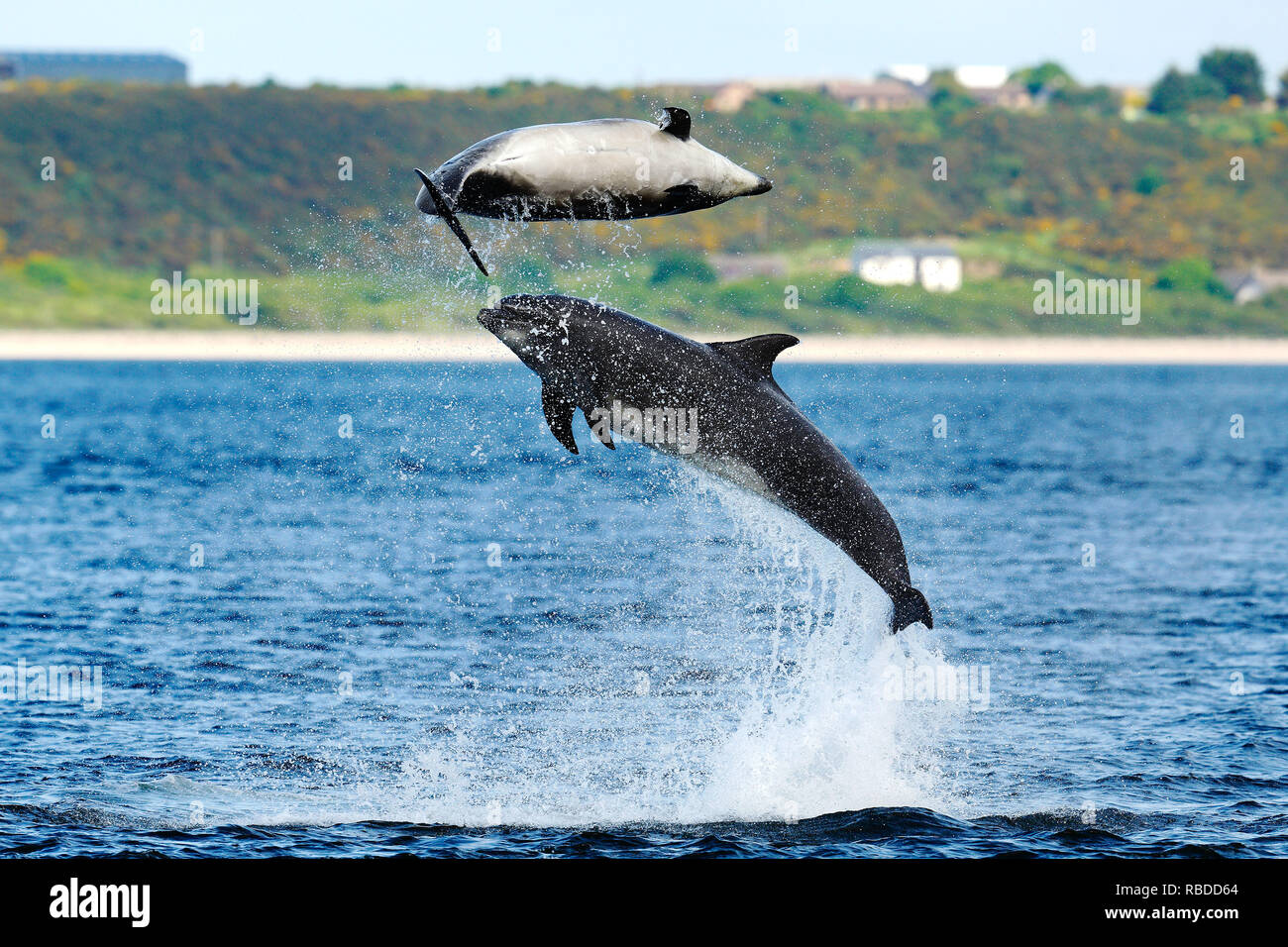 INVERNESS, SCOTLAND: Bottlenose dolphins show off for an audience at ...