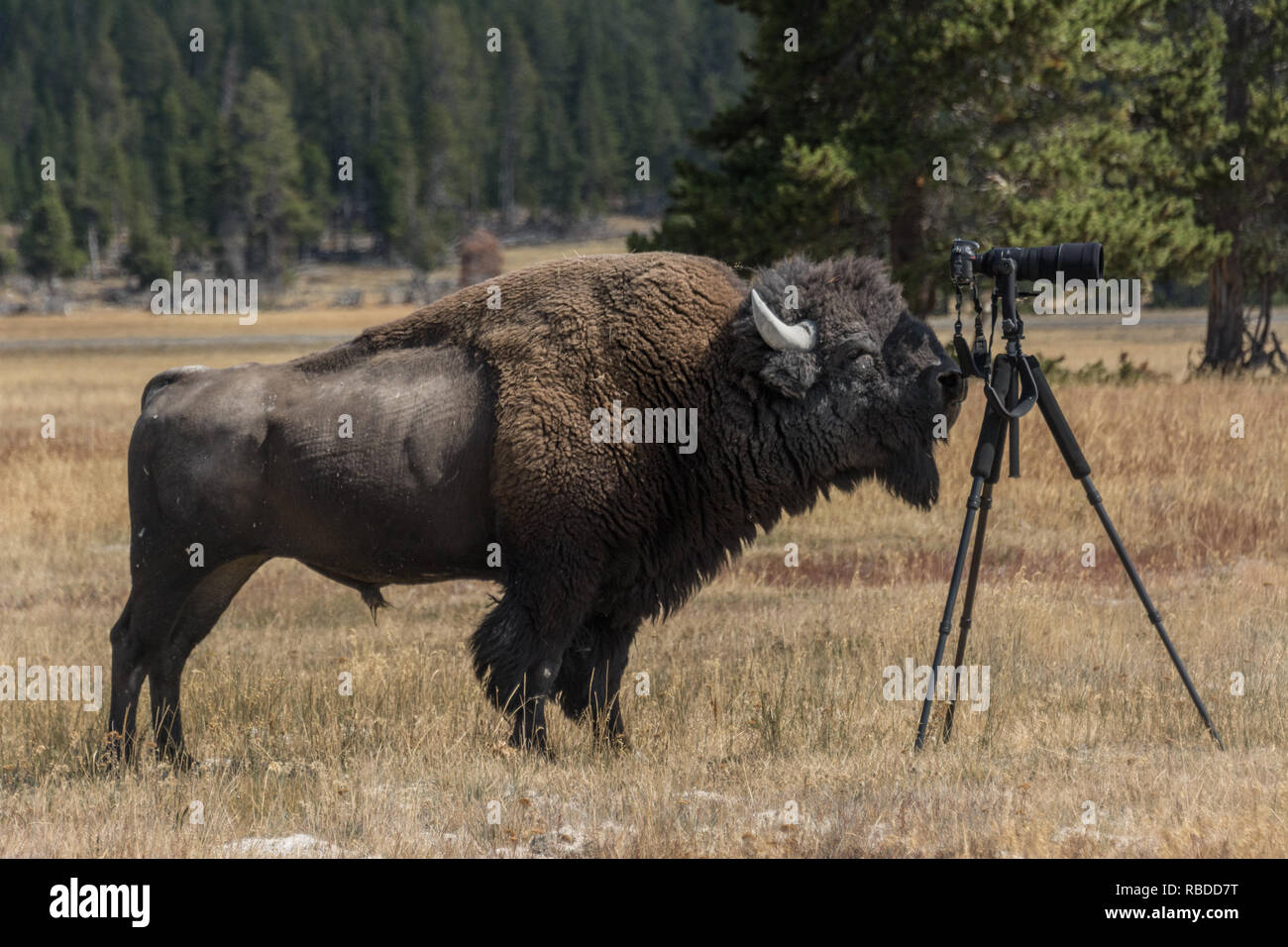 YELLOWSTONE NATIONAL PARK, USA: The bison bull looks down the lens of ...