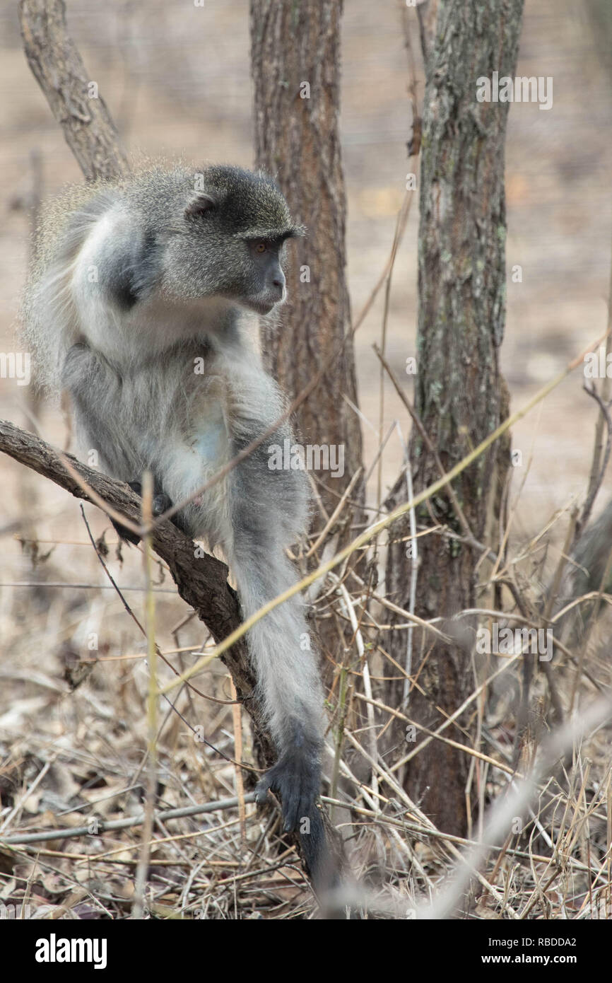 HEARTWARMING pictures and video footage have captured an armless monkey ...