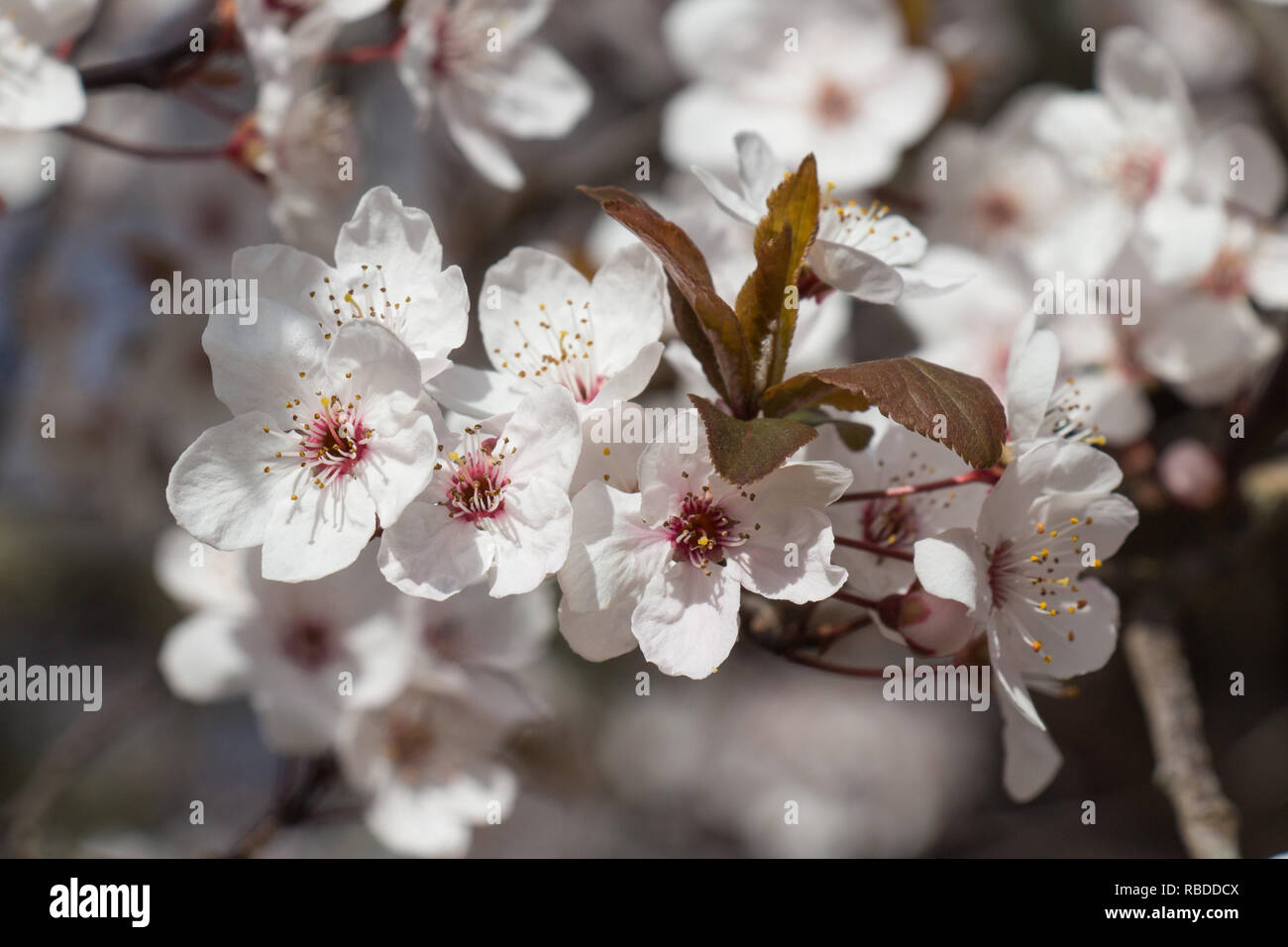 Close up view of the flowers of cherry blossom tree Stock Photo - Alamy