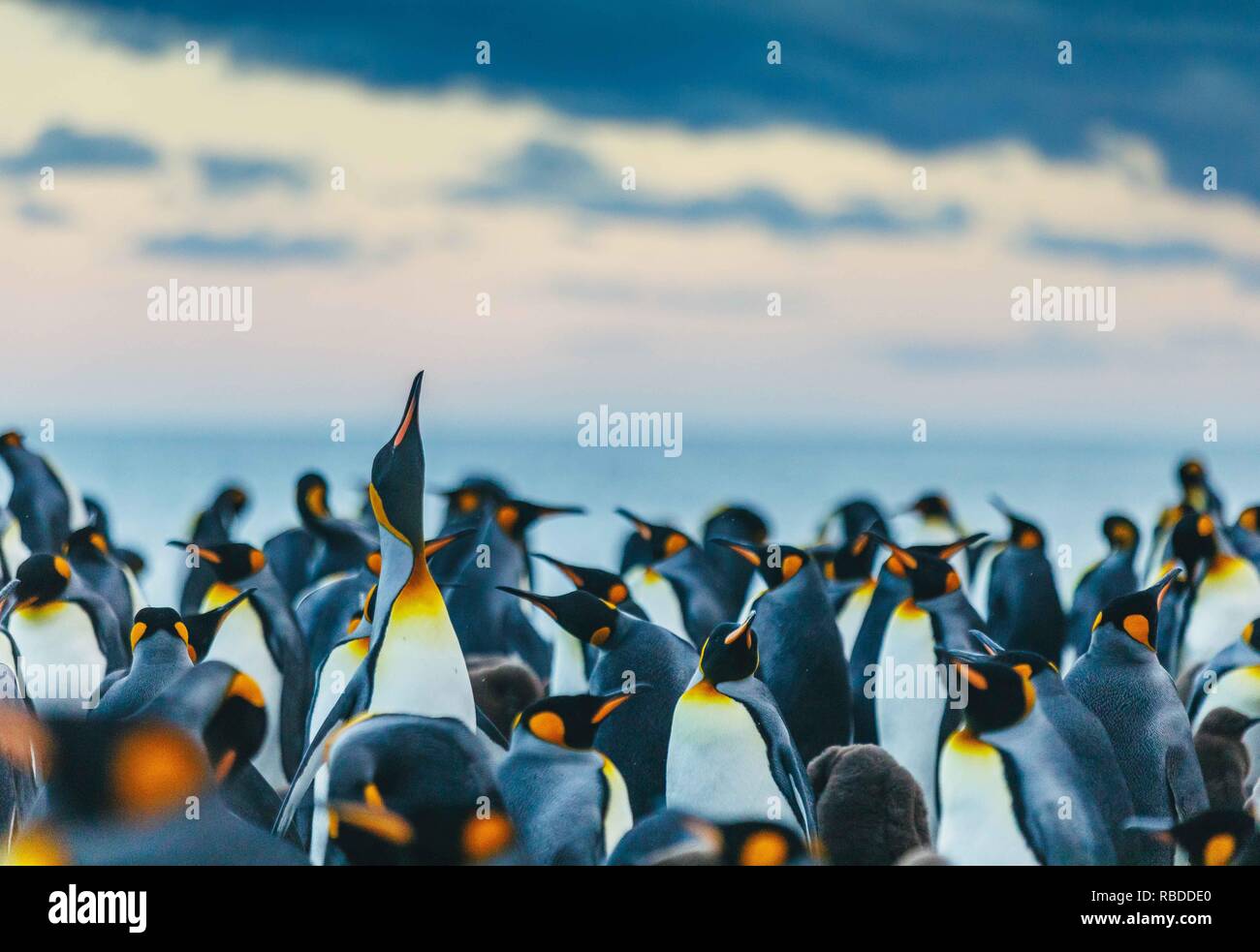INCREDIBLE images have captured a ‘sea’ of penguins with hundreds of ...