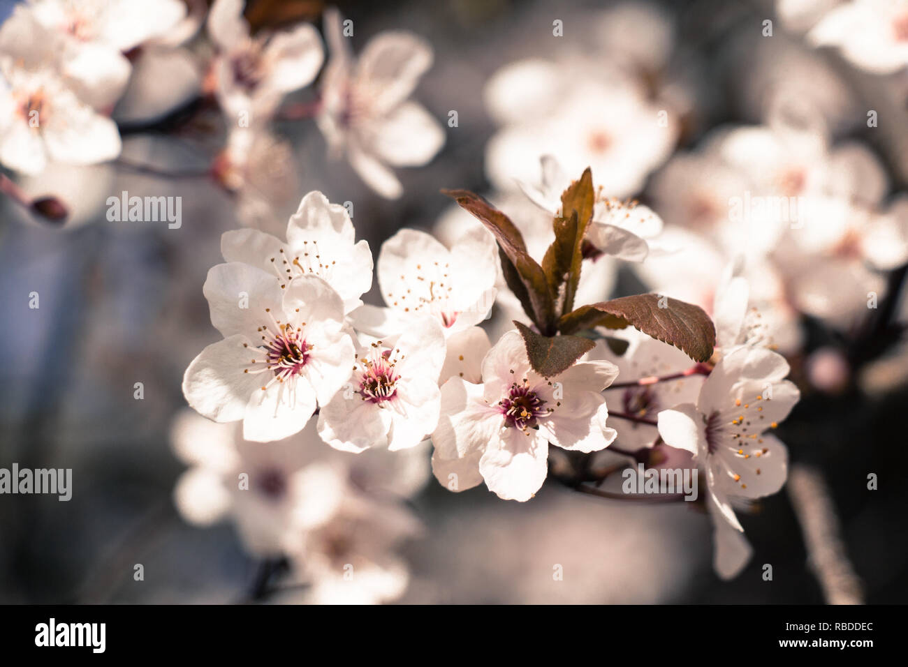Close up view of the flowers of cherry blossom tree Stock Photo - Alamy
