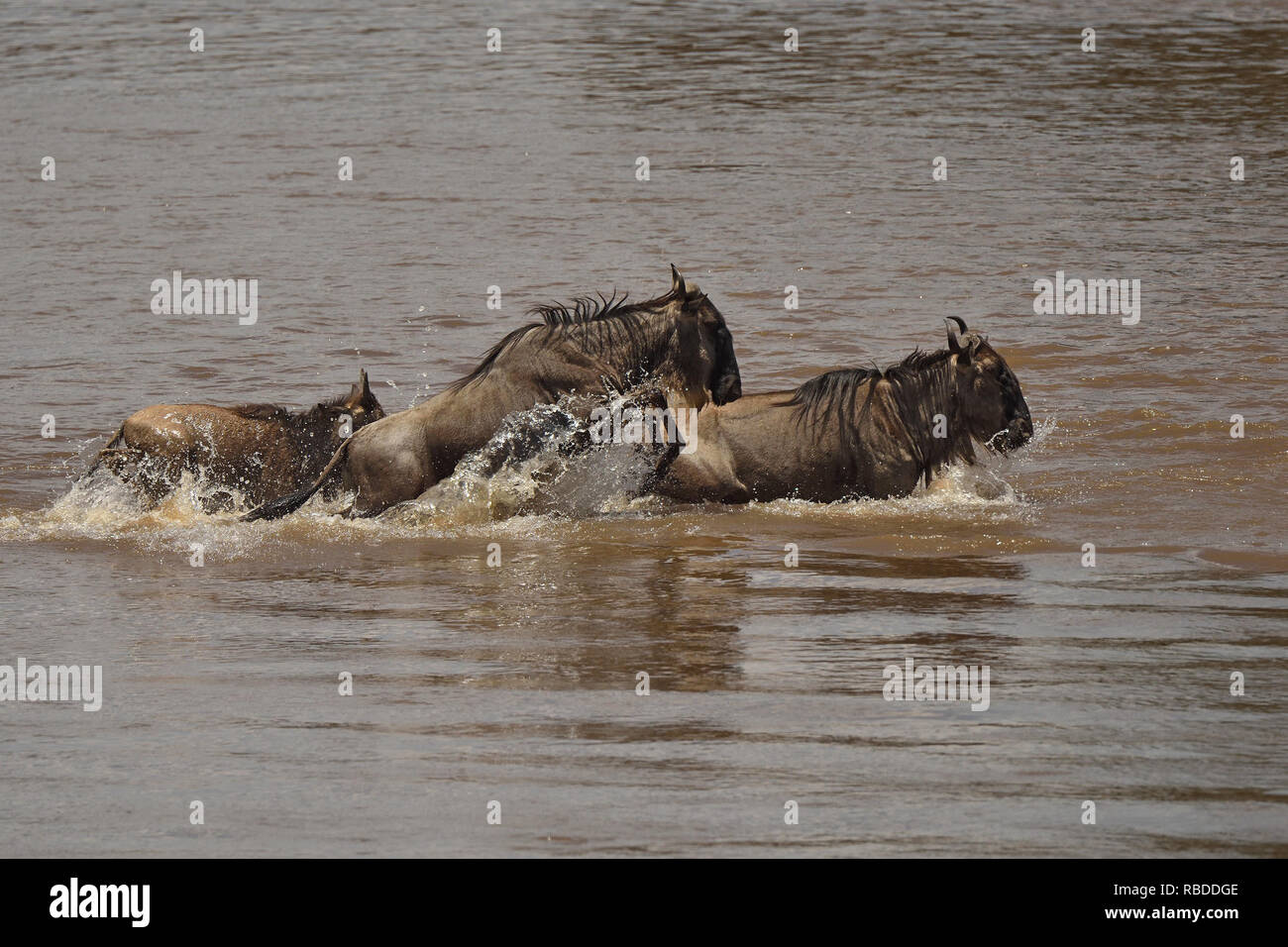 Predators of africa hi-res stock photography and images - Alamy