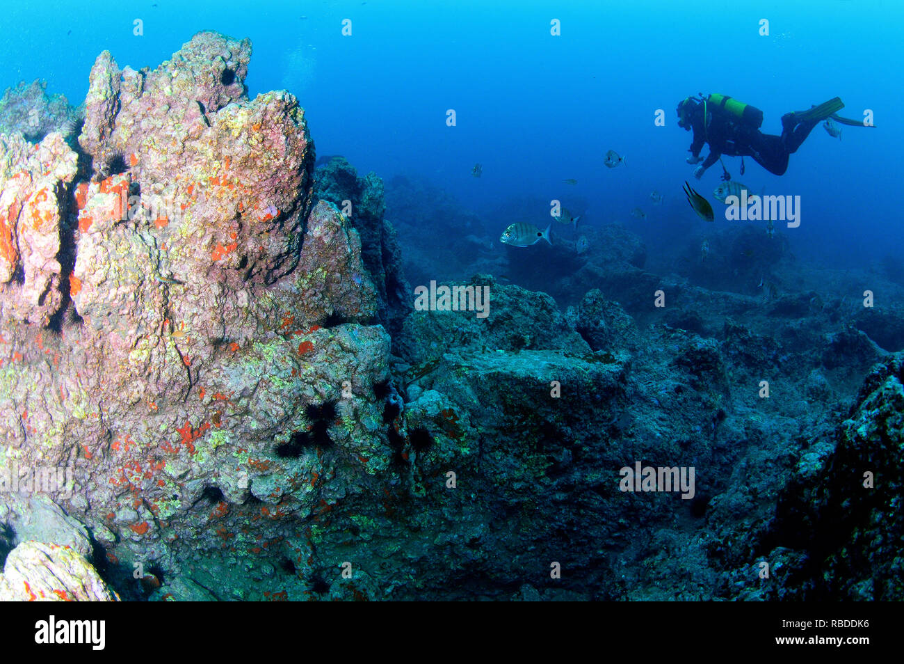 Scuba Diving in Tenerife - Canary Islands Stock Photo - Alamy
