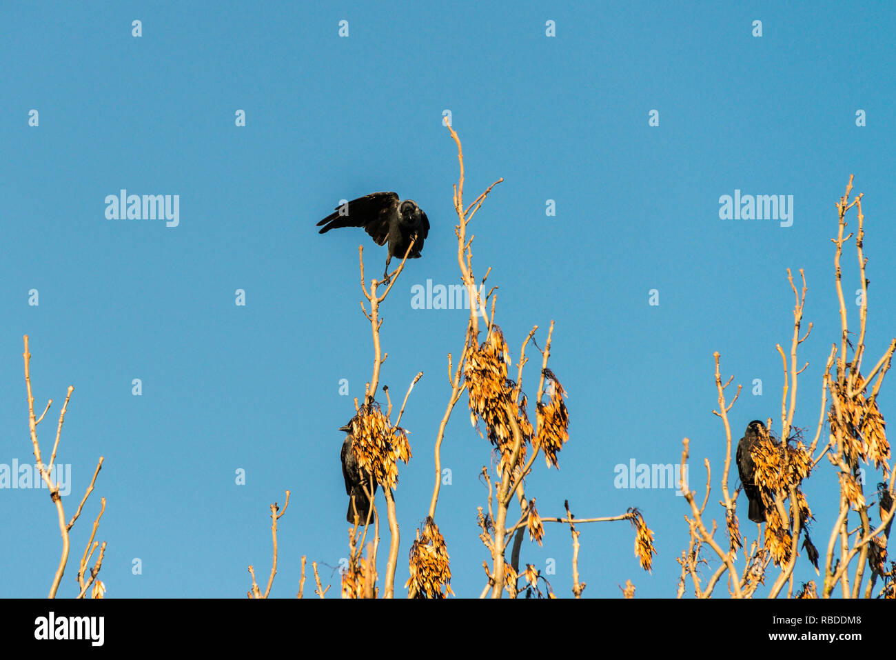 One wing hi-res stock photography and images - Alamy